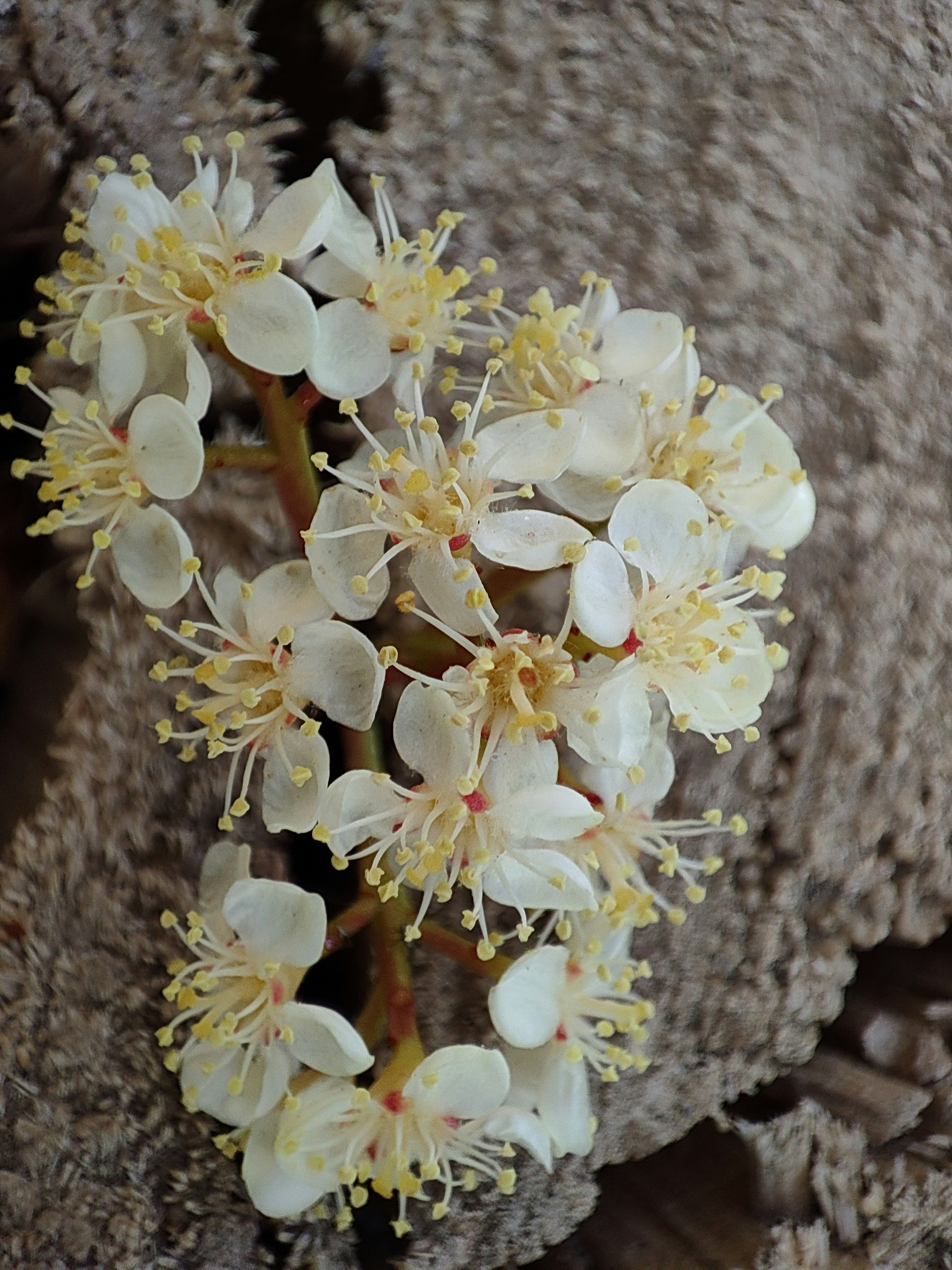 A tight cluster of small white blossoms with pale yellow centers rests against a rough stone surface. This close-up photograph highlights delicate petals and the textured background.