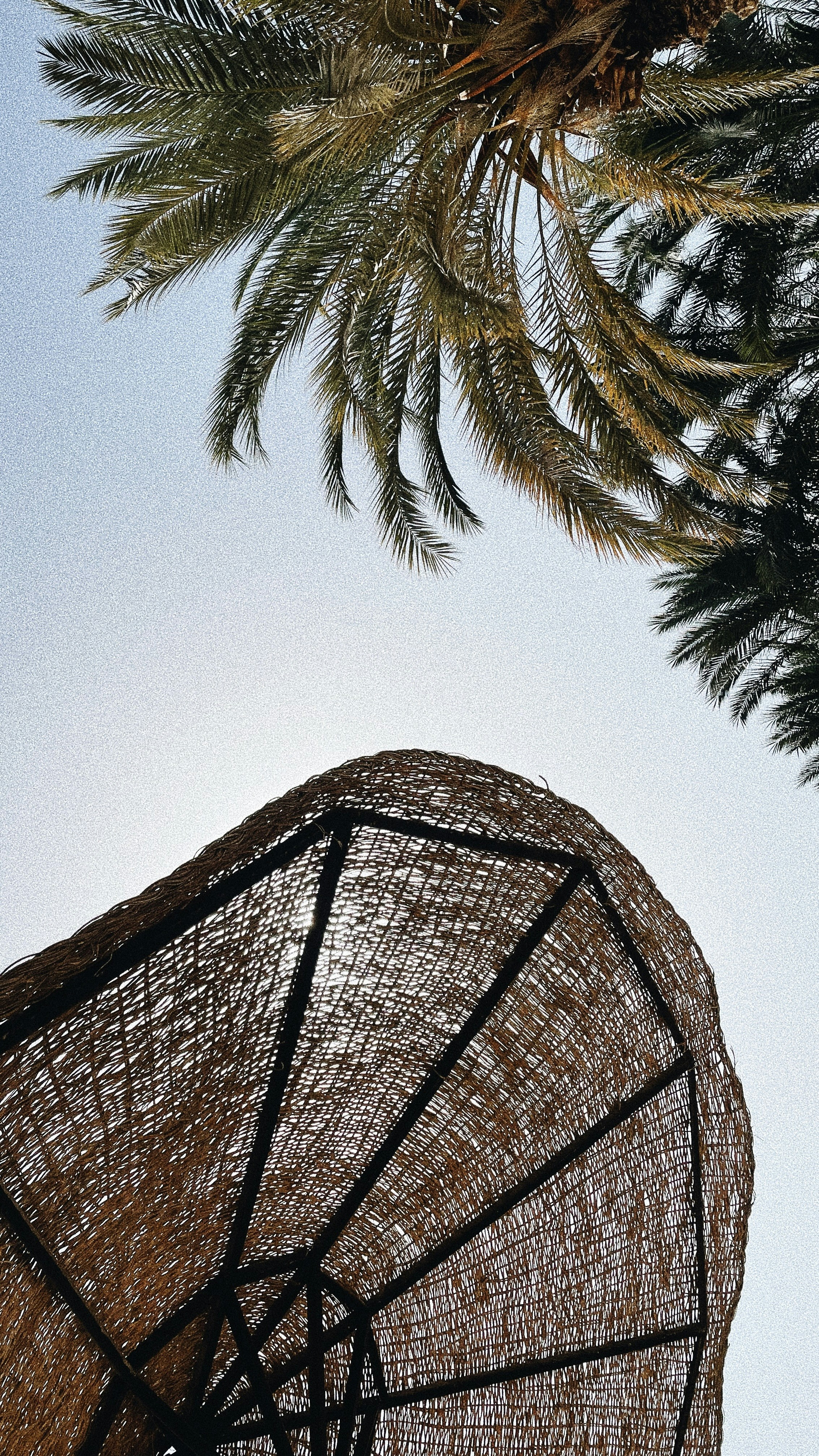 Thatched Umbrella Under a Palmy Canopy: A Skyward Coastal Frame