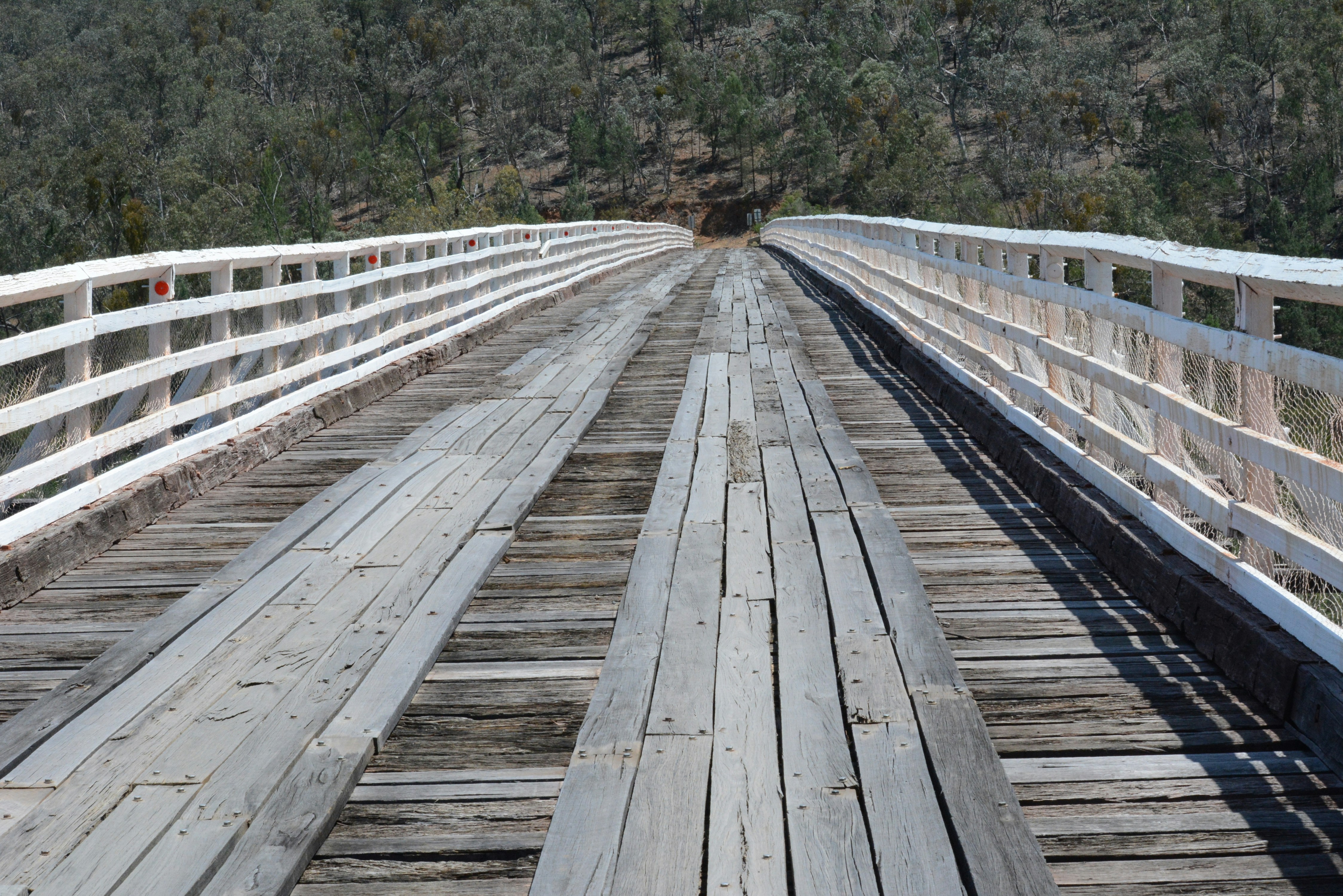 Weathered Horizon: A Boardwalk Crossing Toward the Pines