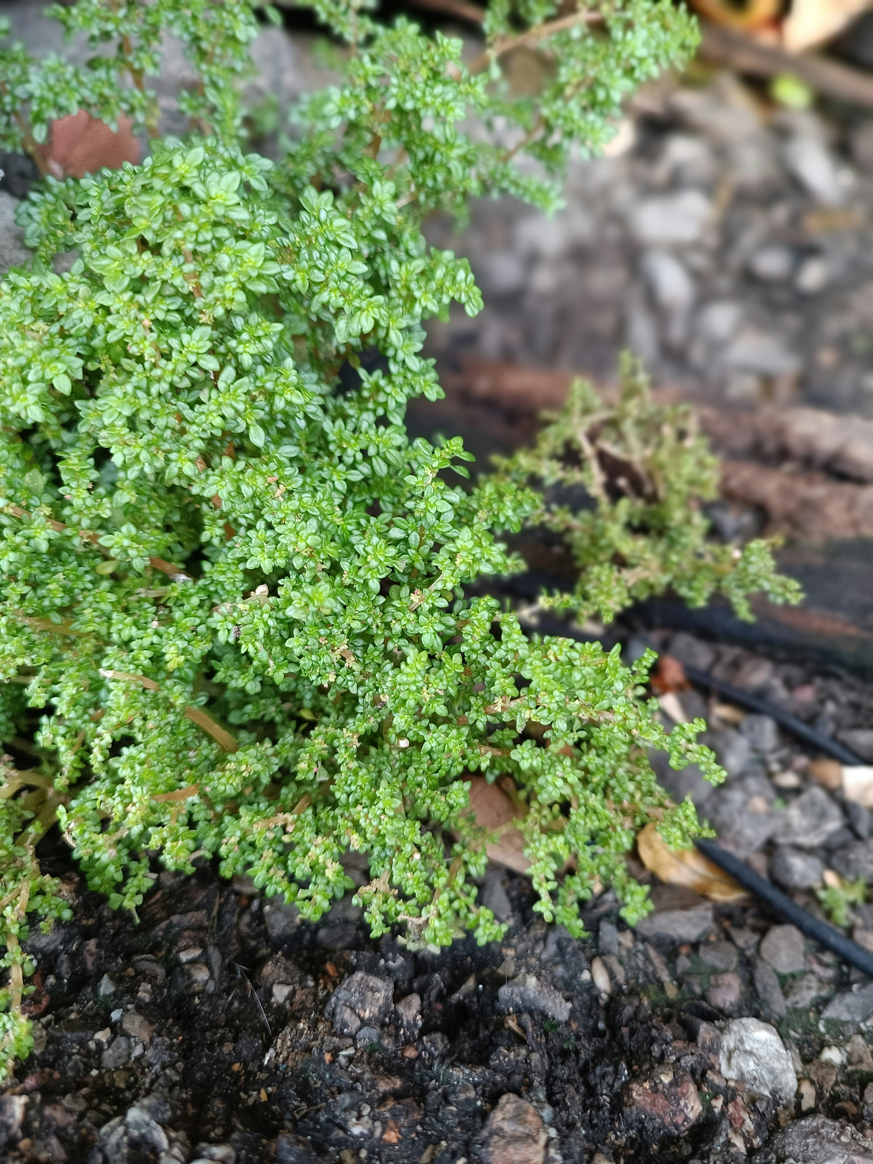 Lush green foliage with delicate textures and patterns, showcasing the beauty of plant life in a natural setting.