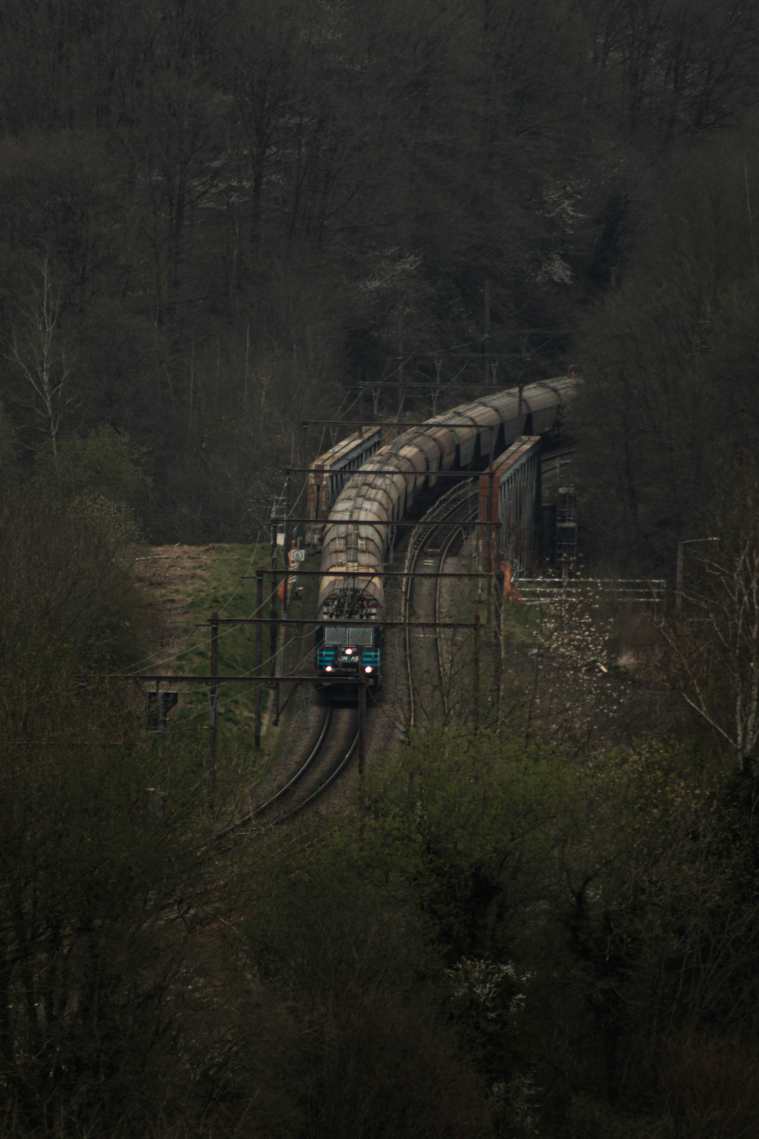 Evening Freight Wends Through a Narrow Forest Curve