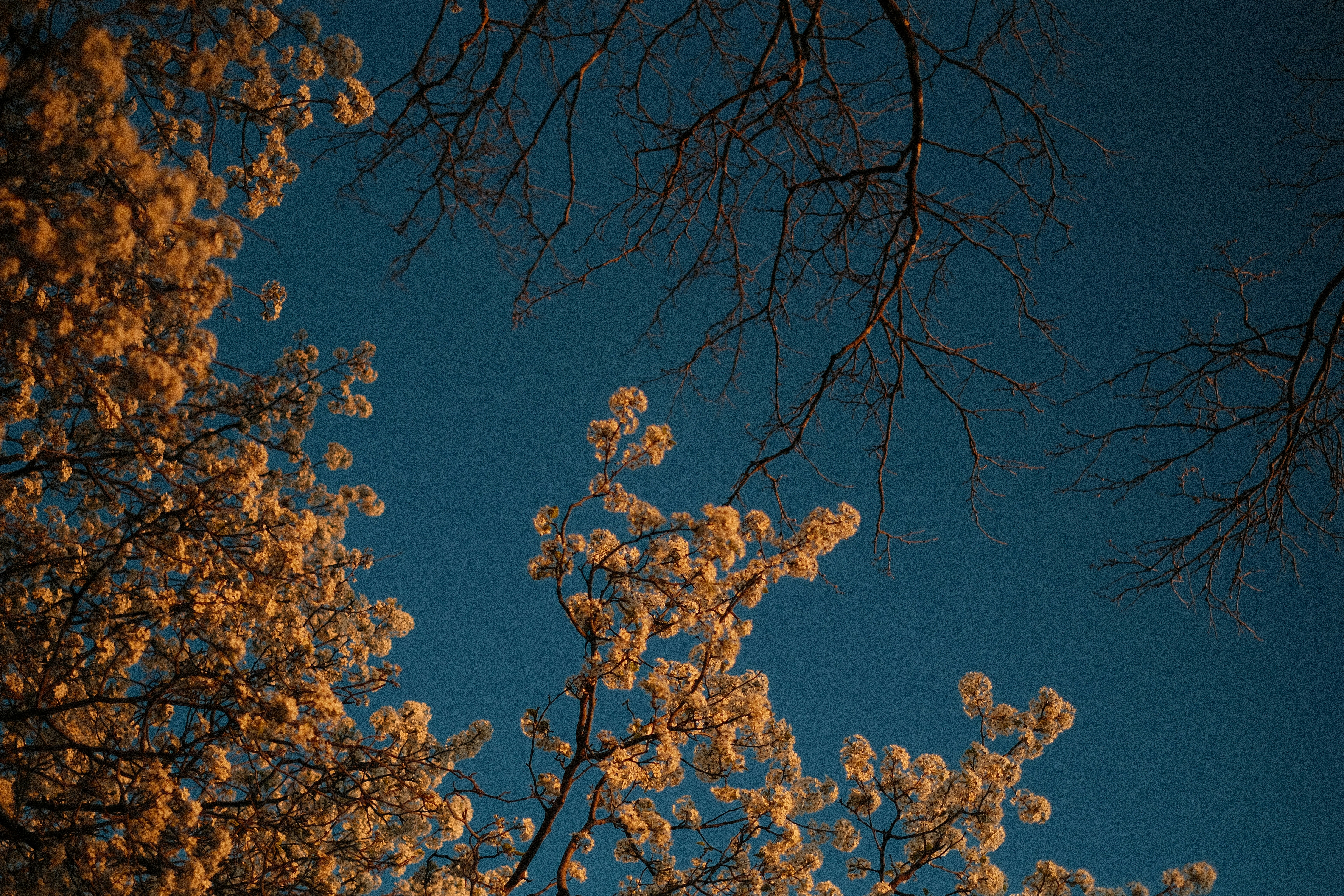 Delicate tree blossoms illuminated against a deep blue evening sky.