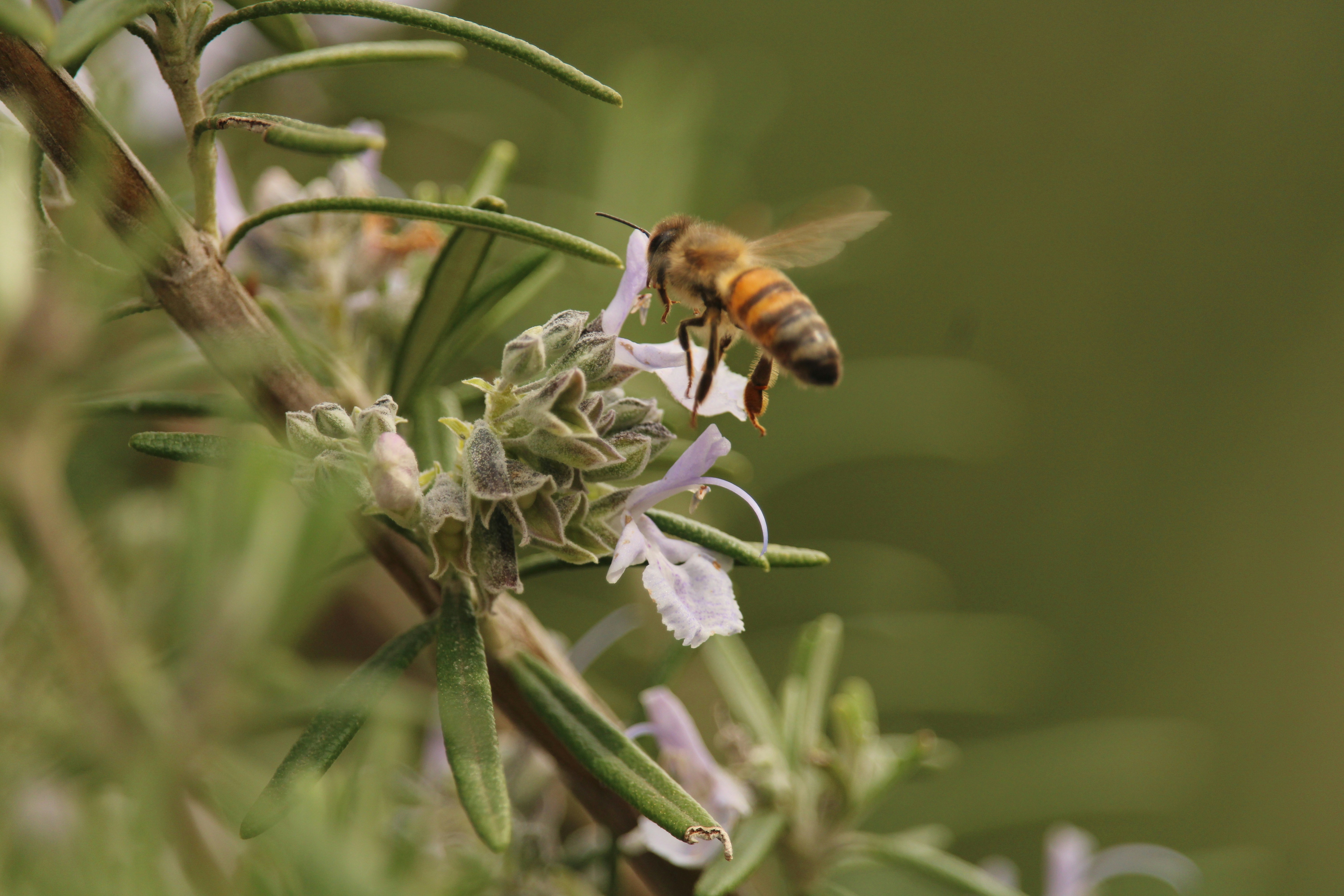 Honeybee on lavender: a microcosm of color and motion