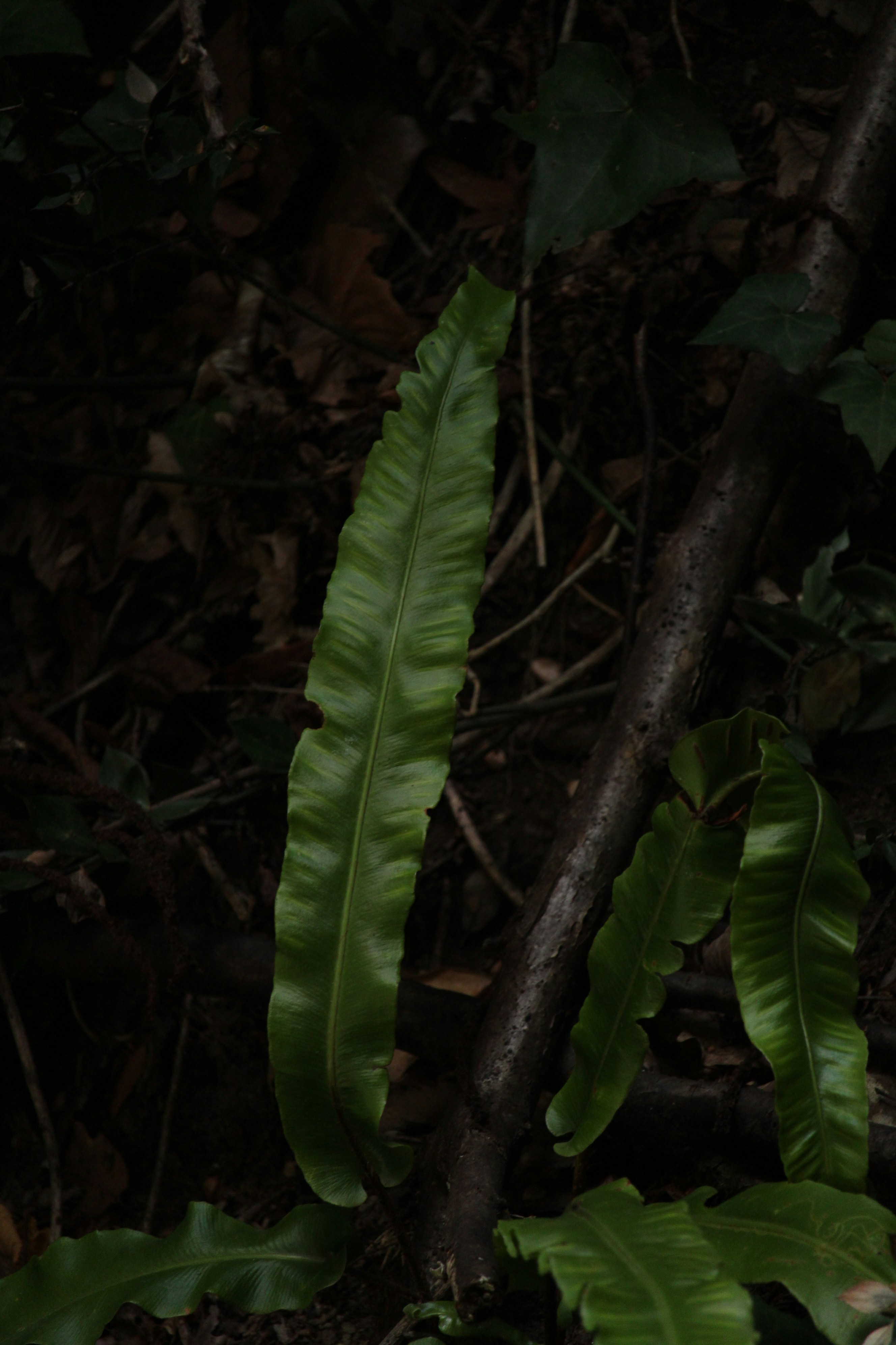 a green leaf on a tree branch
