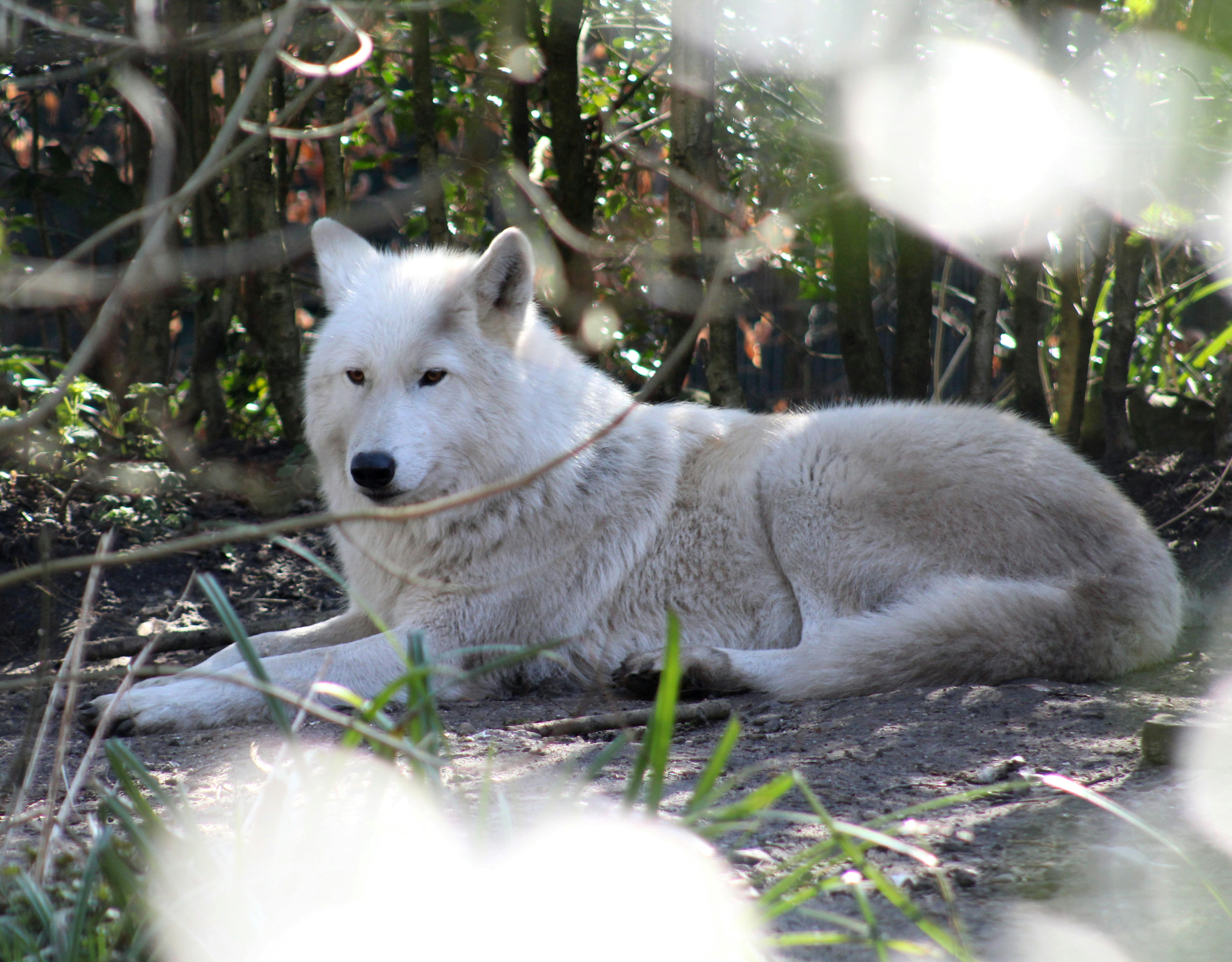 Un loup blanc couché dans l’herbe photo – Photo Loup Gratuite sur Unsplash