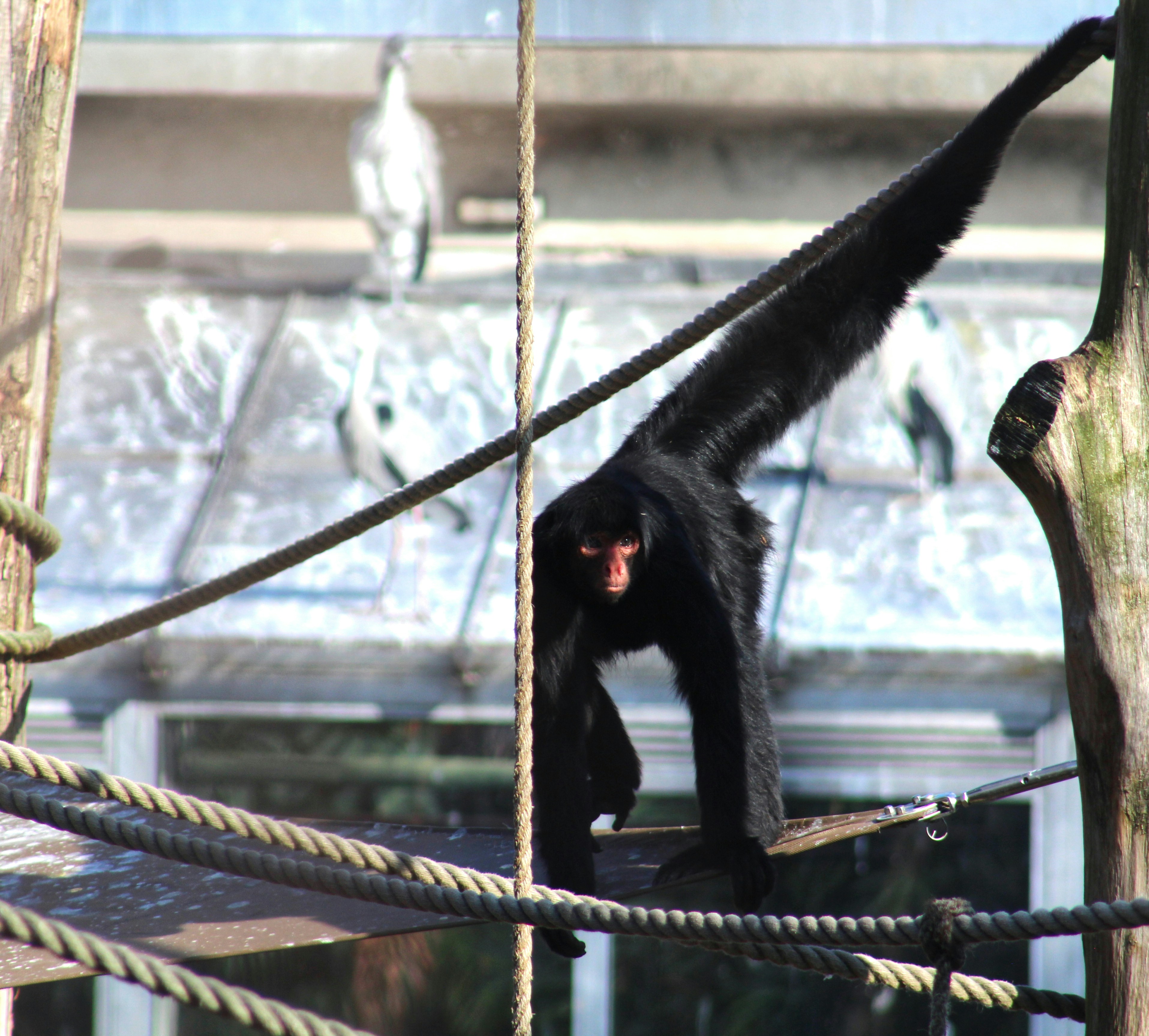 Rope Maze Acrobat: Black Spider Monkey Navigates an Enclosed Exhibit
