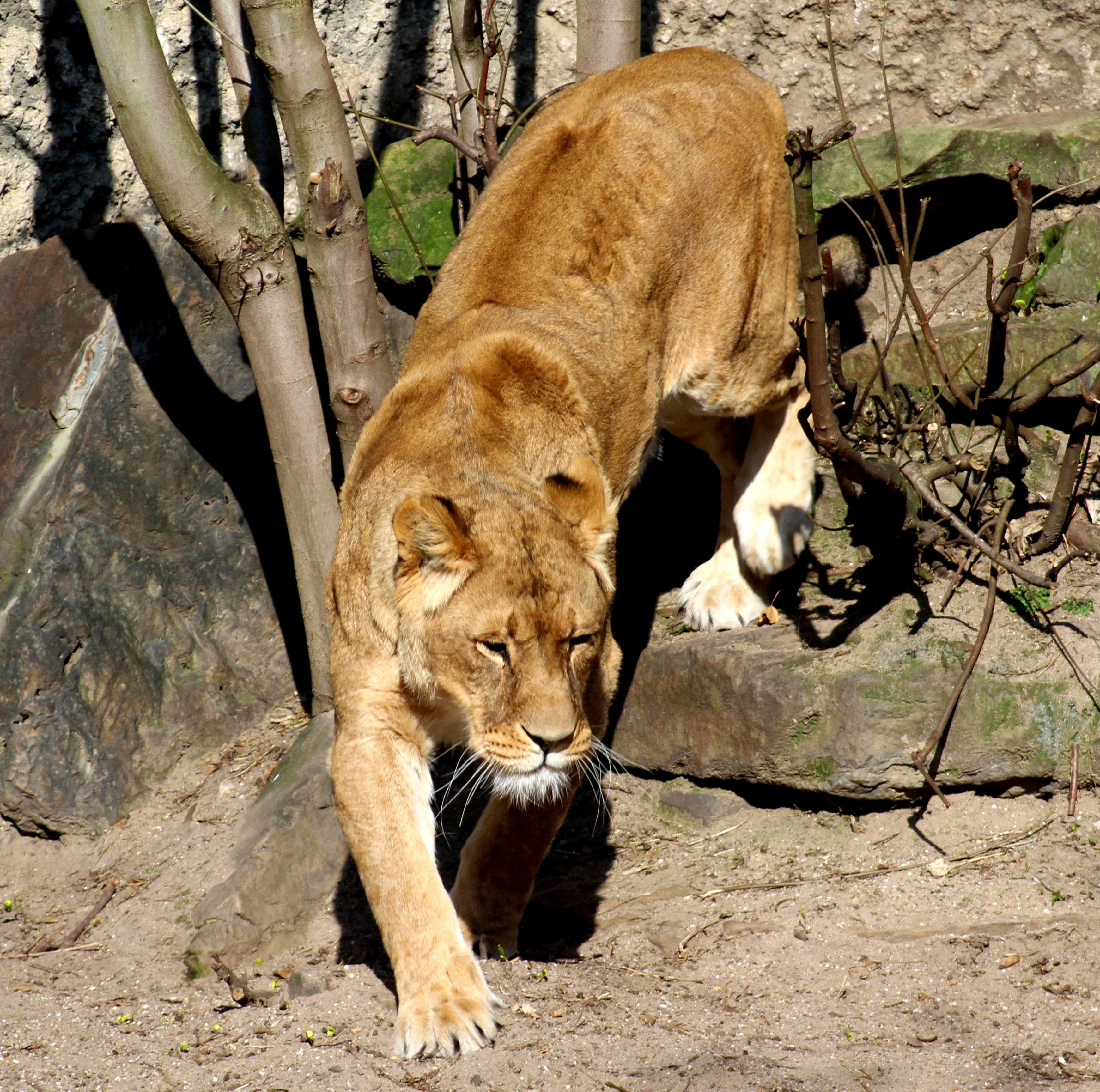 A lion with its paw on a lion cub photo – Free Brown Image on Unsplash