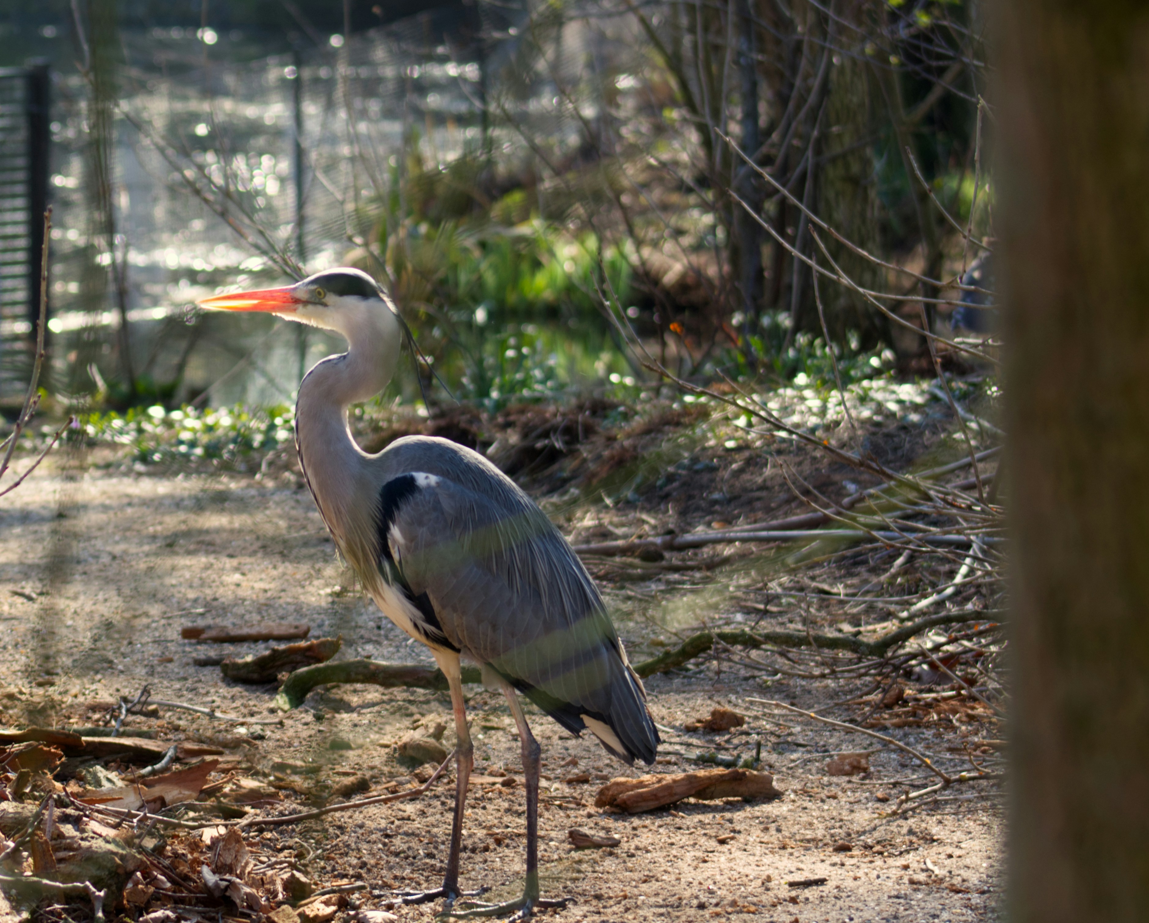 a bird standing on the ground