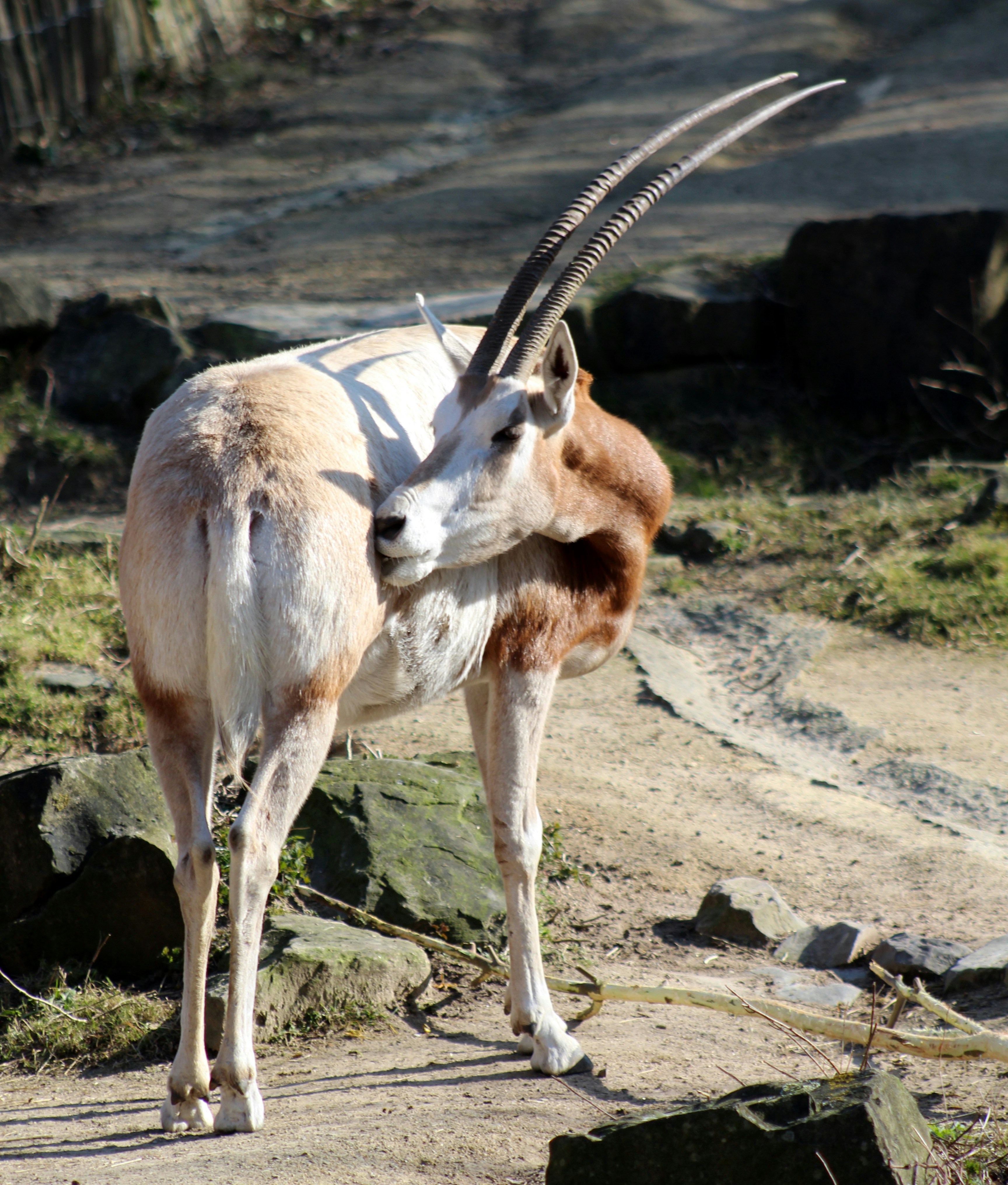 Un cerf avec une longue corne photo – Photo Animal Gratuite sur Unsplash