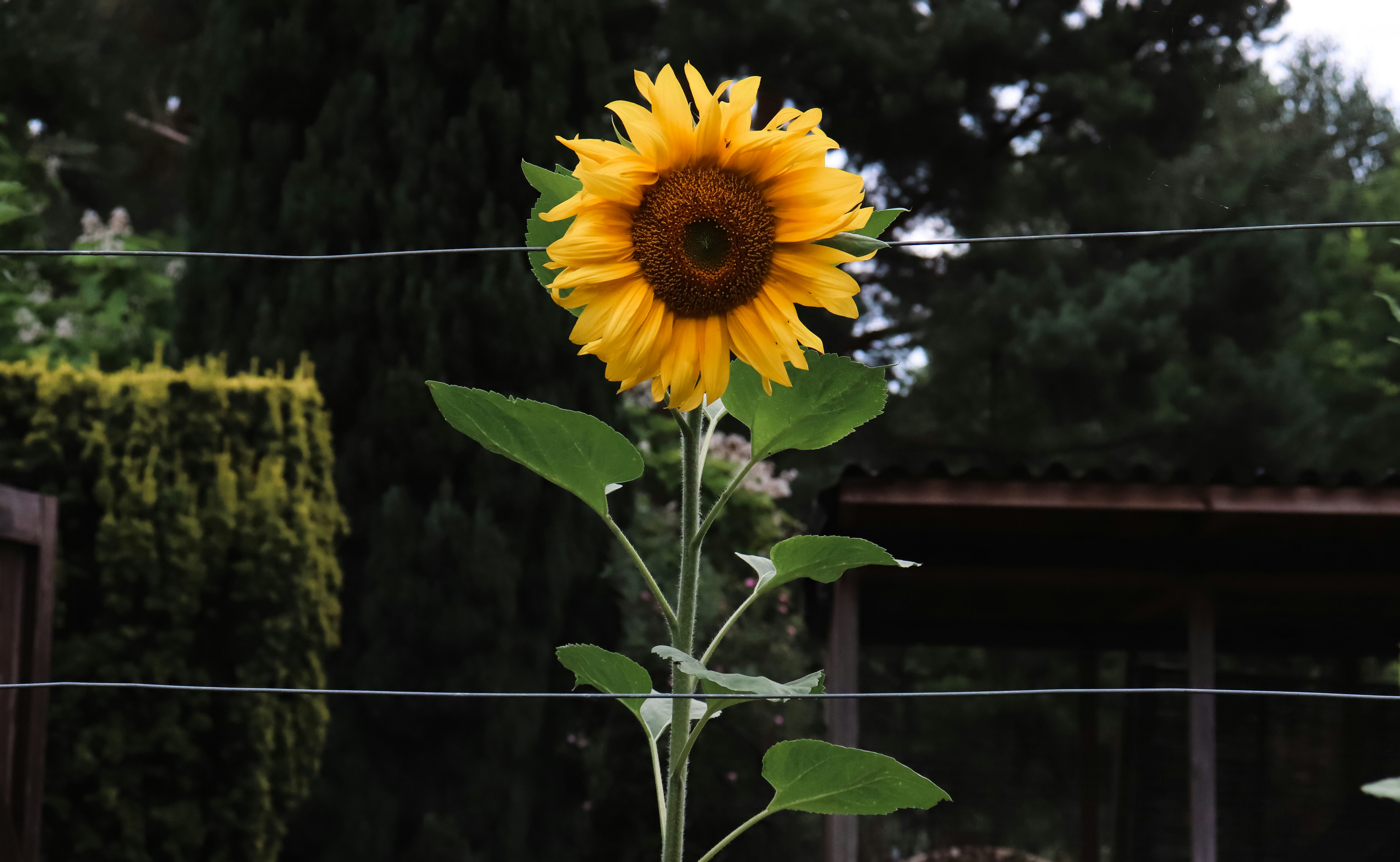 Sunny Sentinel: A single sunflower reaches for the sky behind weathered fencing