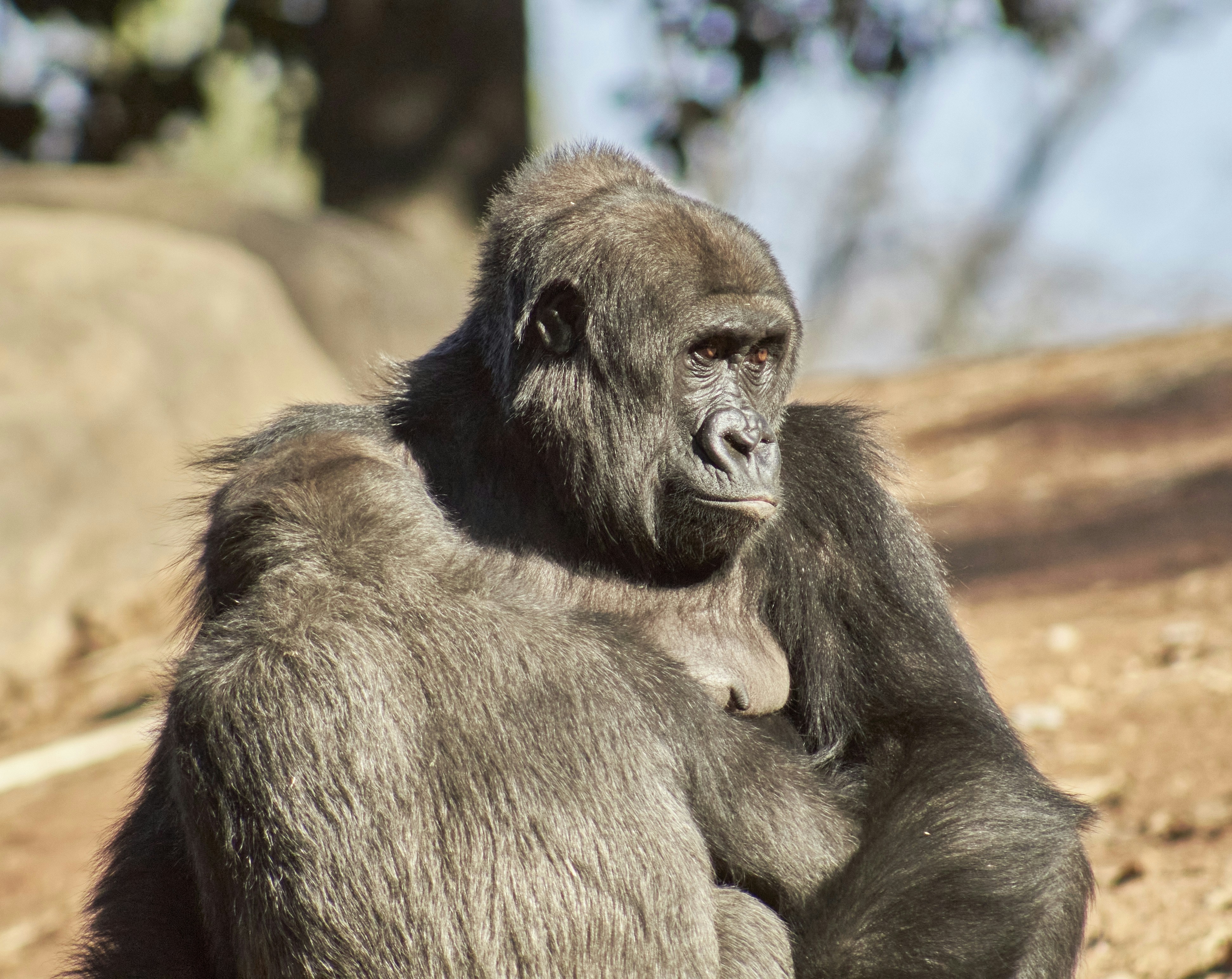 Quiet Sentinel: A Gorilla in Warm Light