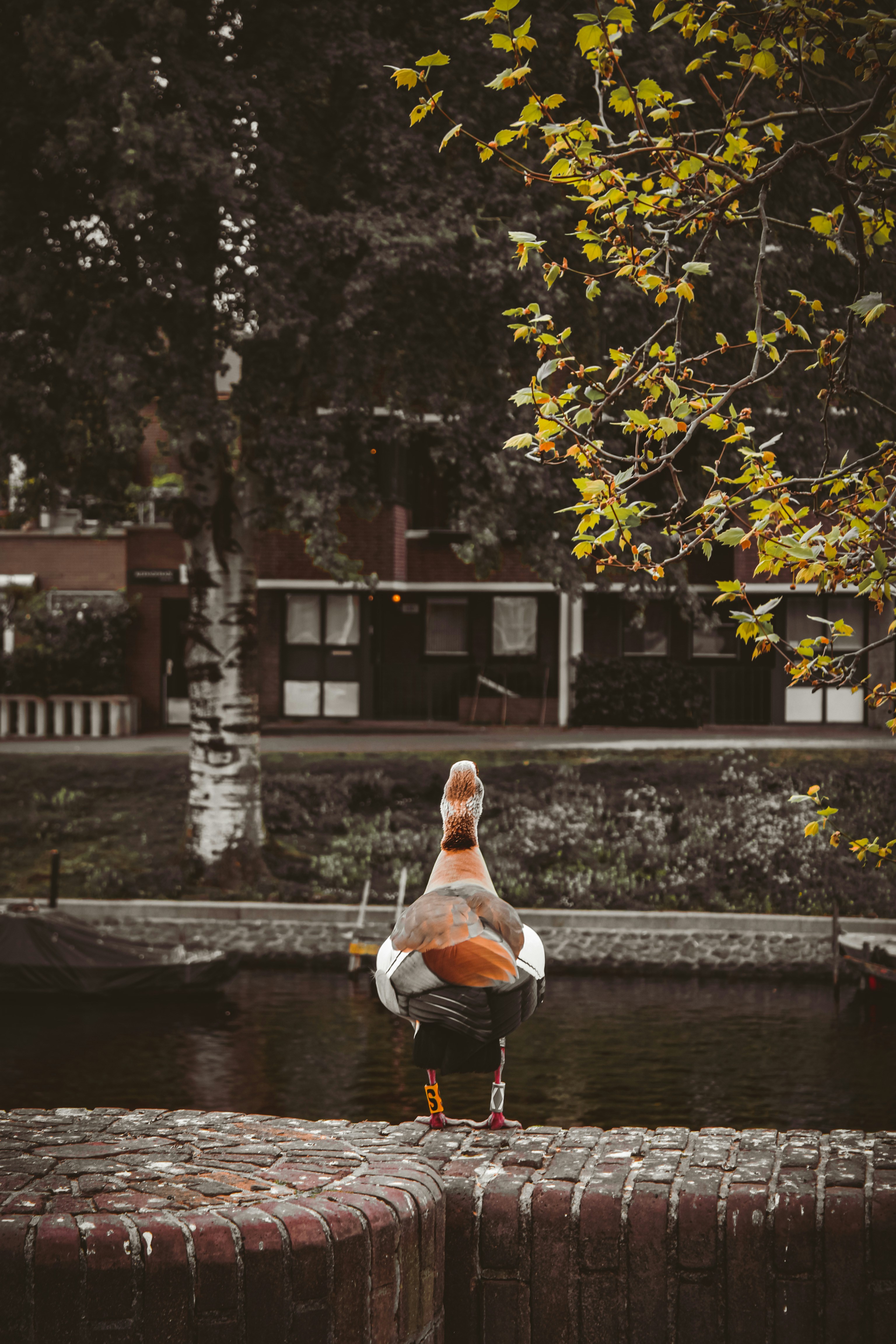Goose on the Brick Border: Autumn Stillness by the Canal