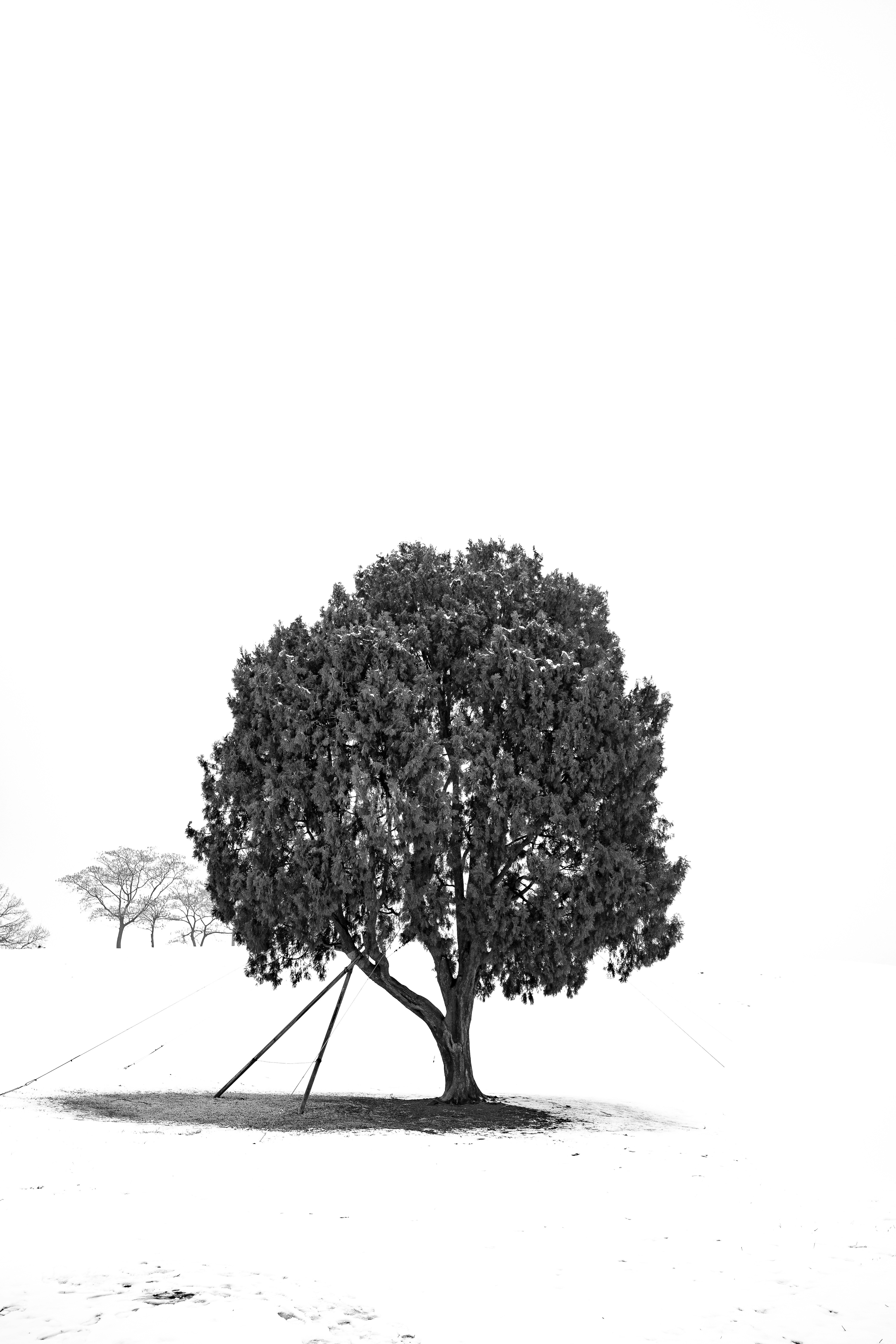A lone tree stands resilient in a snowy landscape, surrounded by a serene white expanse. Its branches are dusted with snow, creating a striking contrast against the minimalistic backdrop.