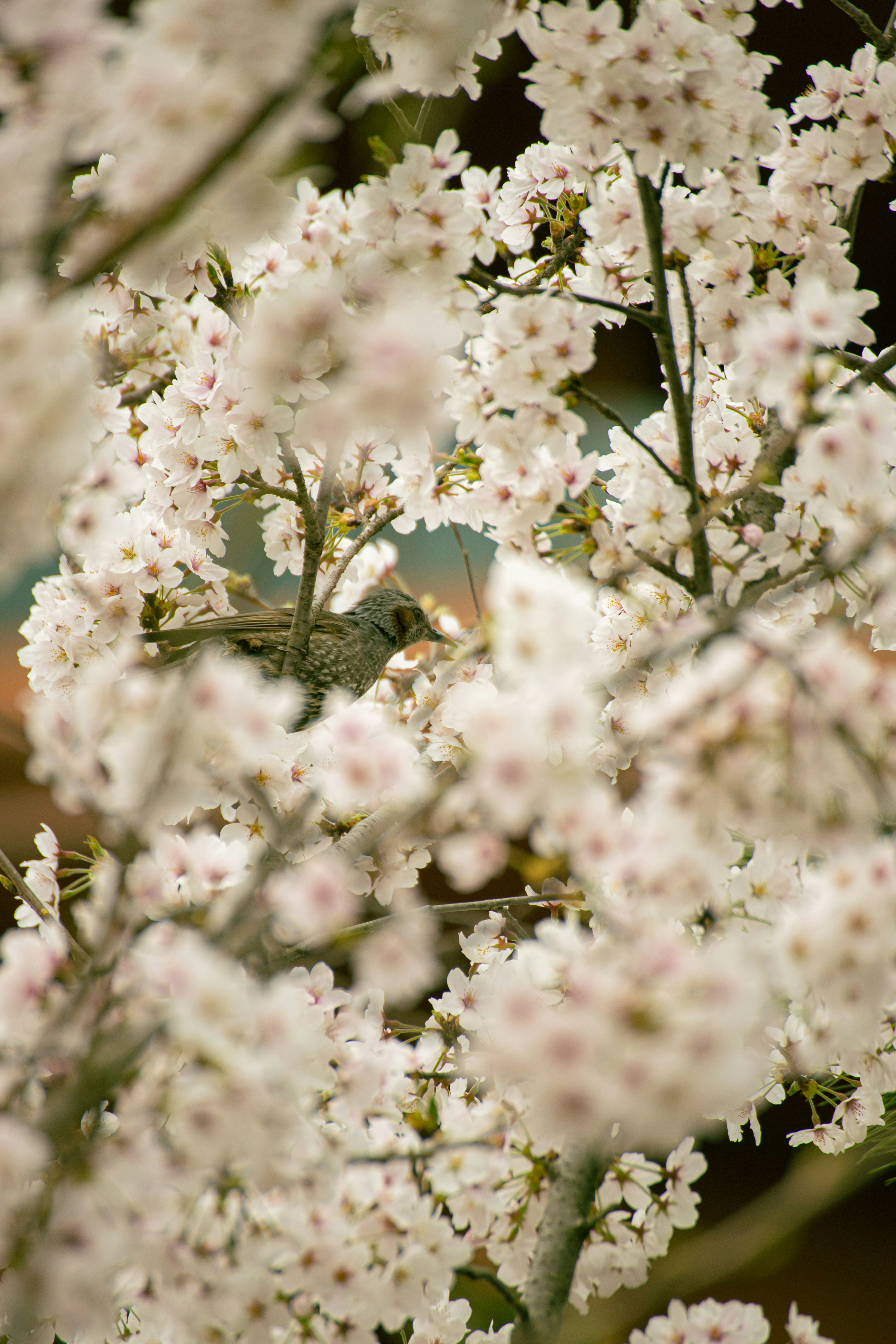 a bug on a flower