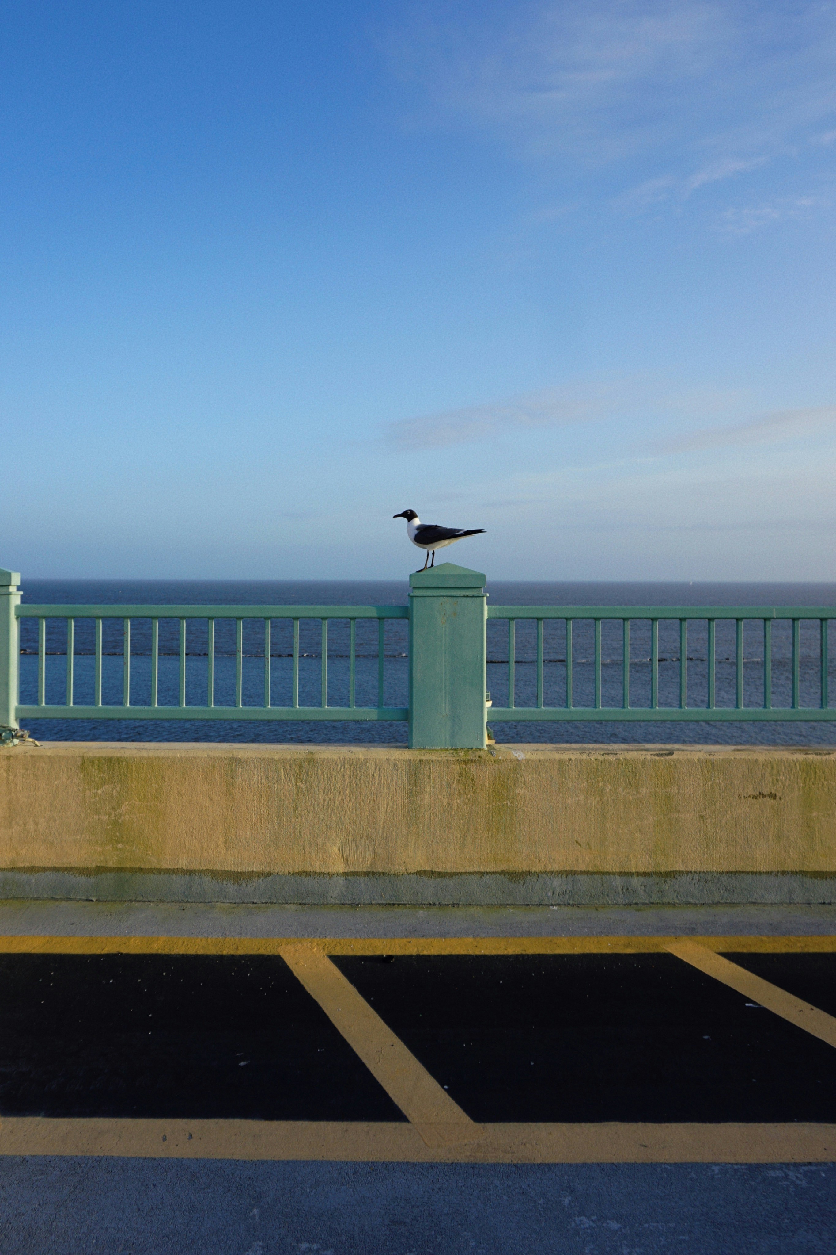 Sea Sentinel on Mint Rail: A Gull Perches Over a Quiet Horizon