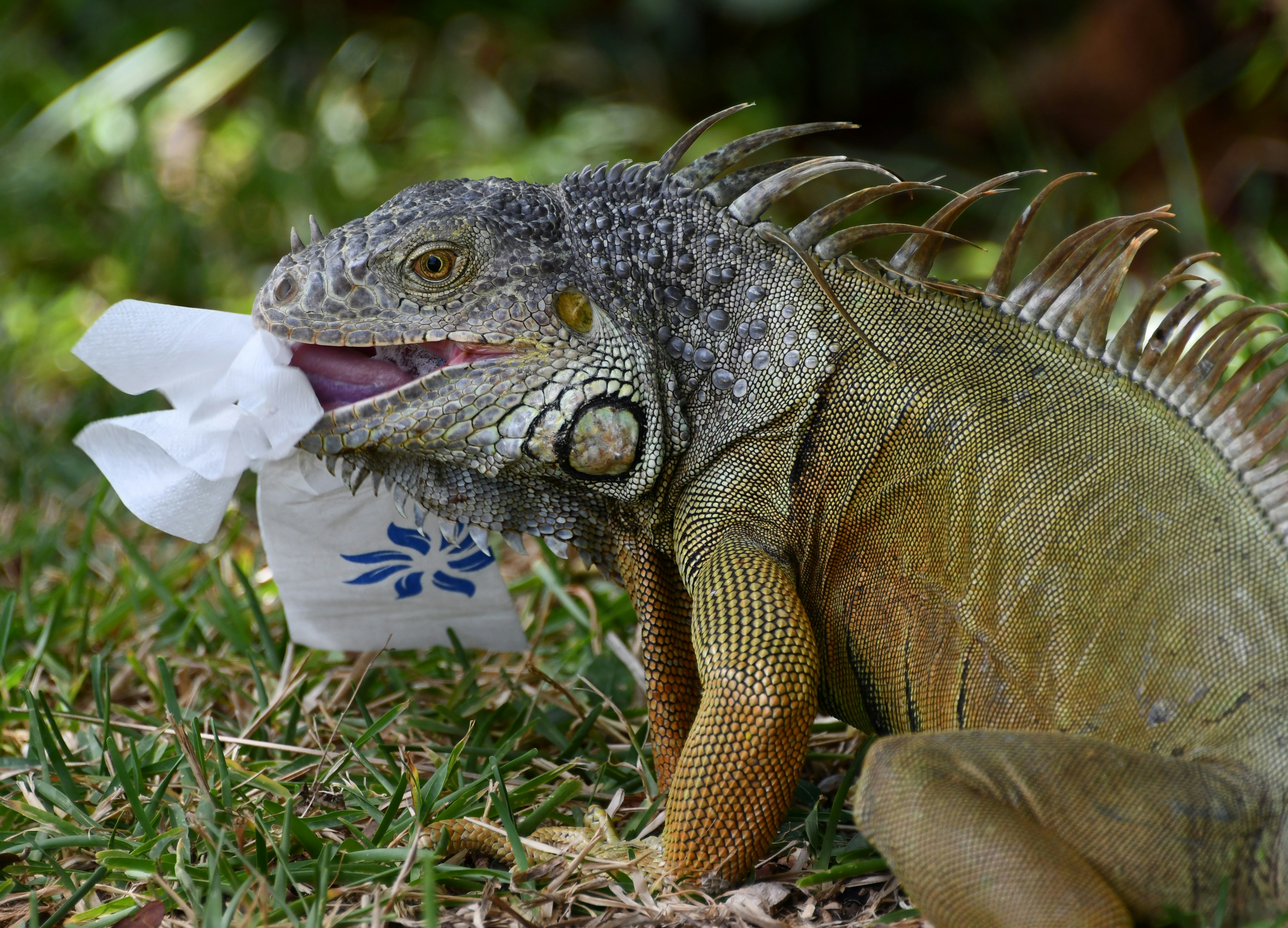 The Tissue-Tugging Iguana in a Sunlit Grass Patch