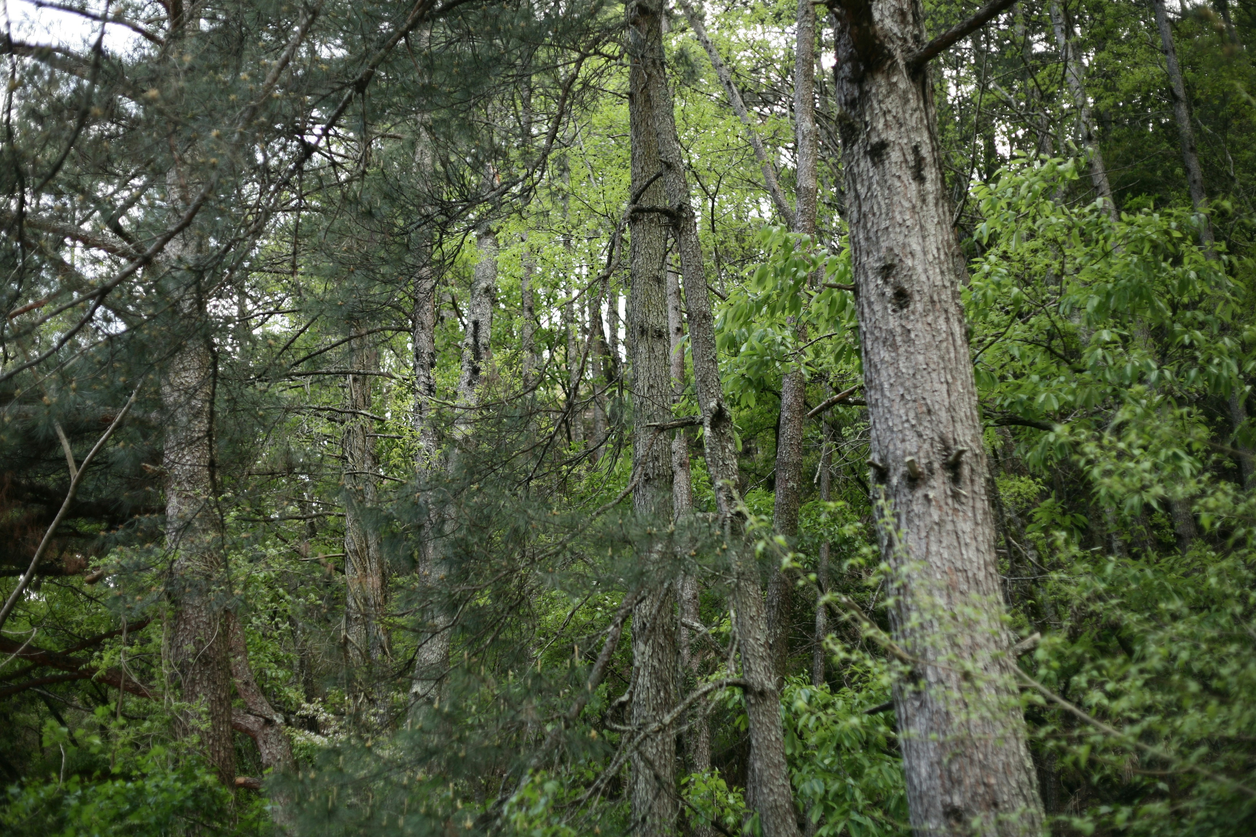 Lush forest scene with towering trees and vibrant green foliage, creating a serene and tranquil atmosphere.