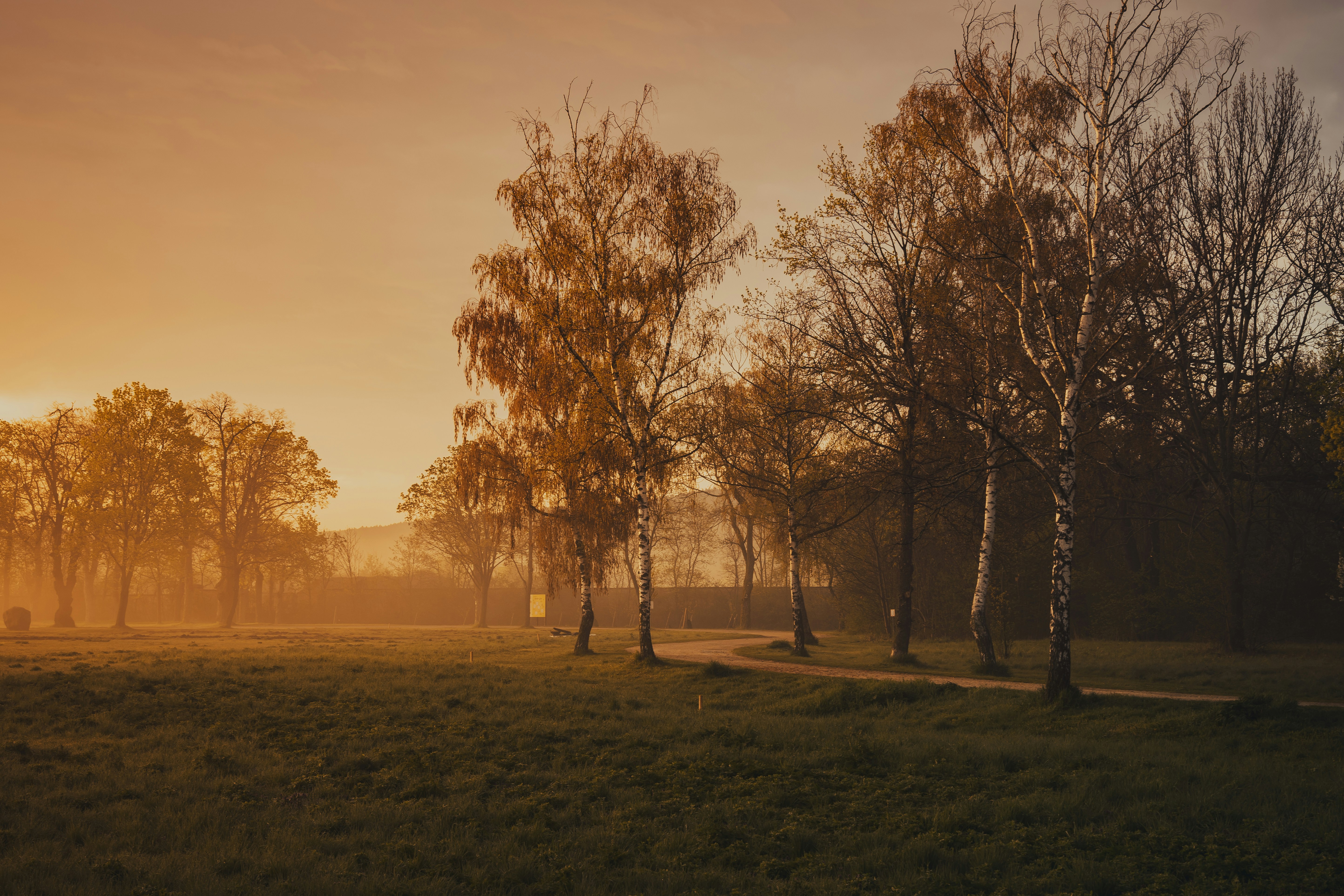 Amber Grove at Dawn: Birch Silhouettes Across a Quiet Field