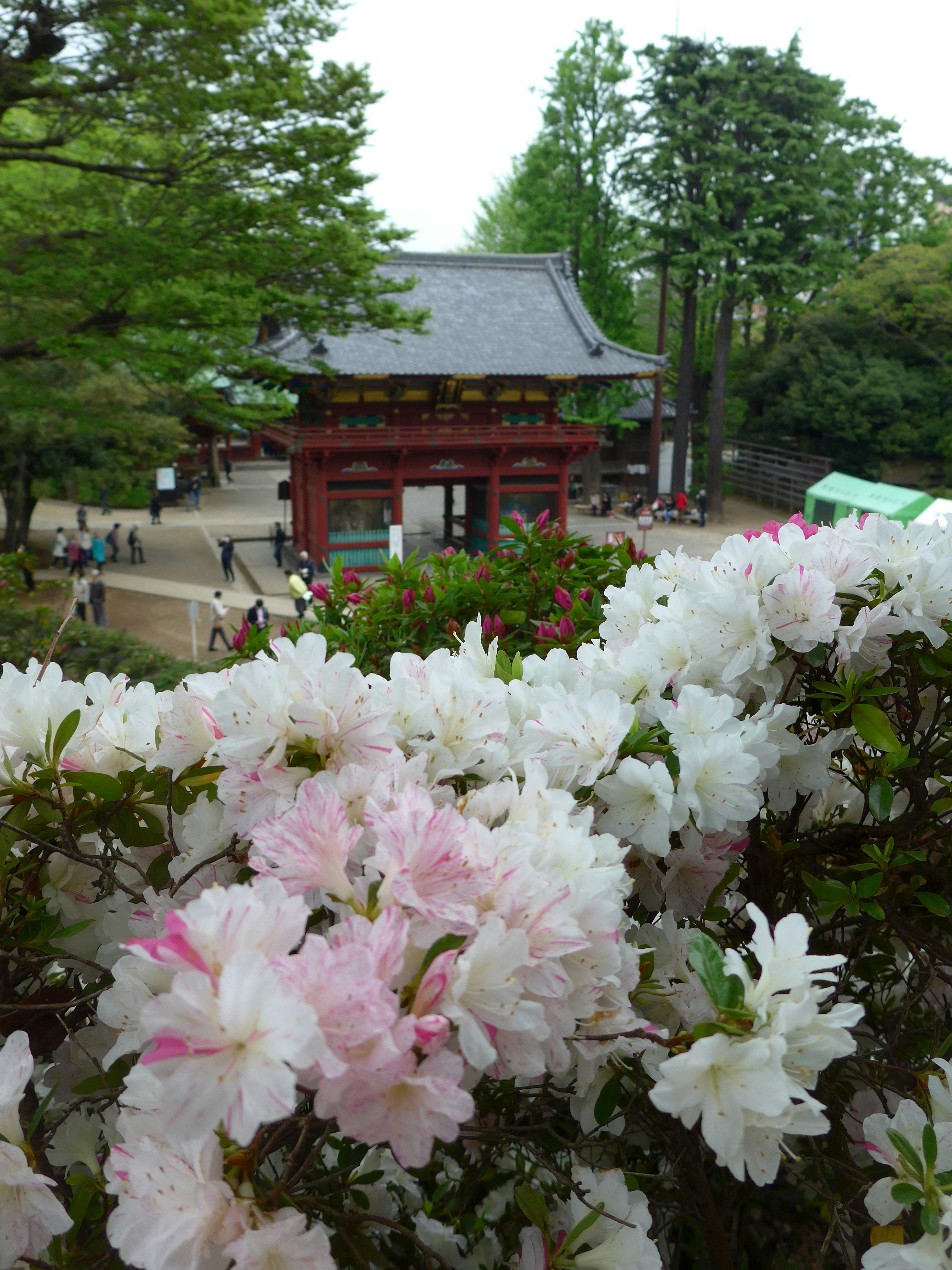 Blossoms Before a Temple Gate