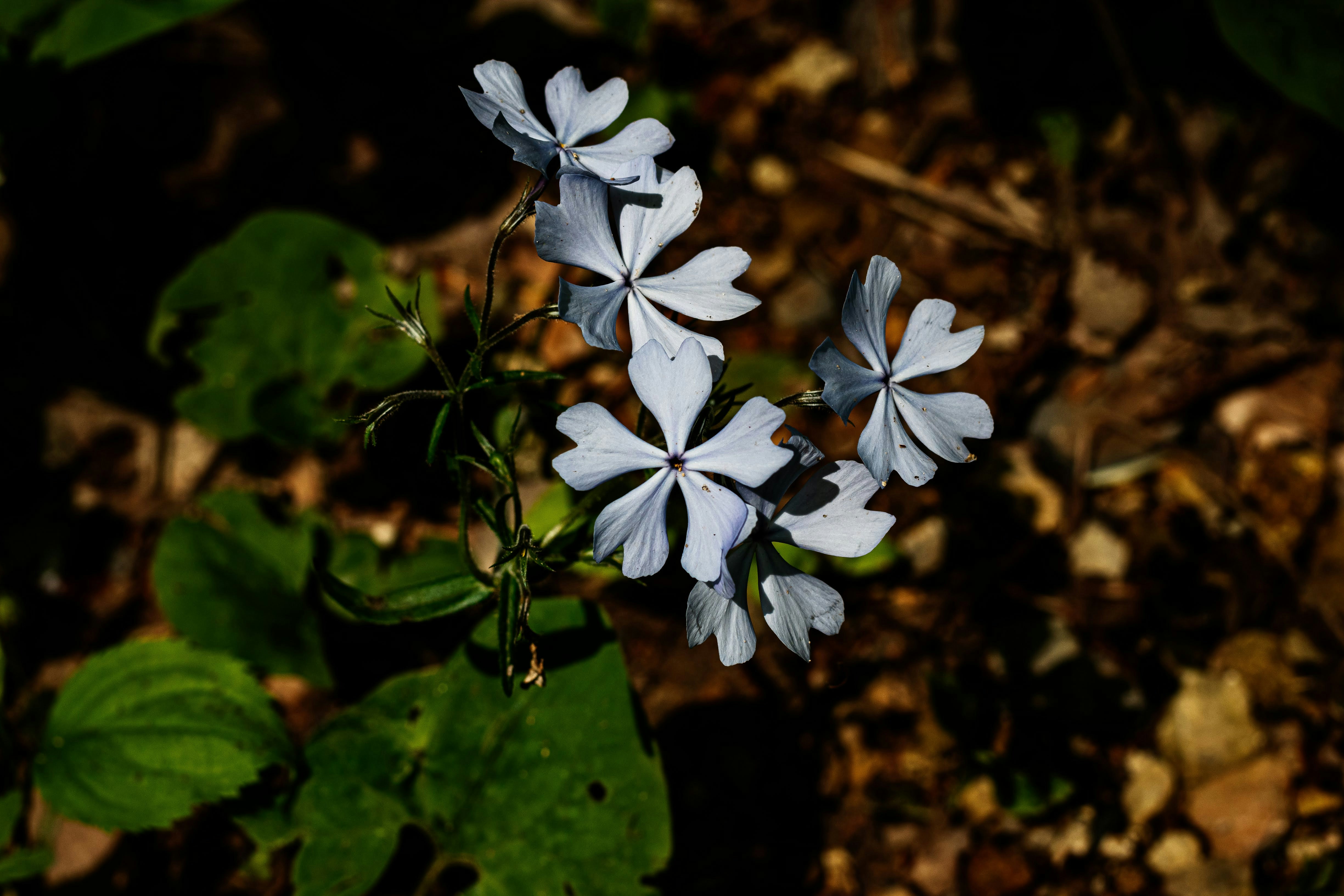 Whisper-blue blossoms amid shadowed leaf litter