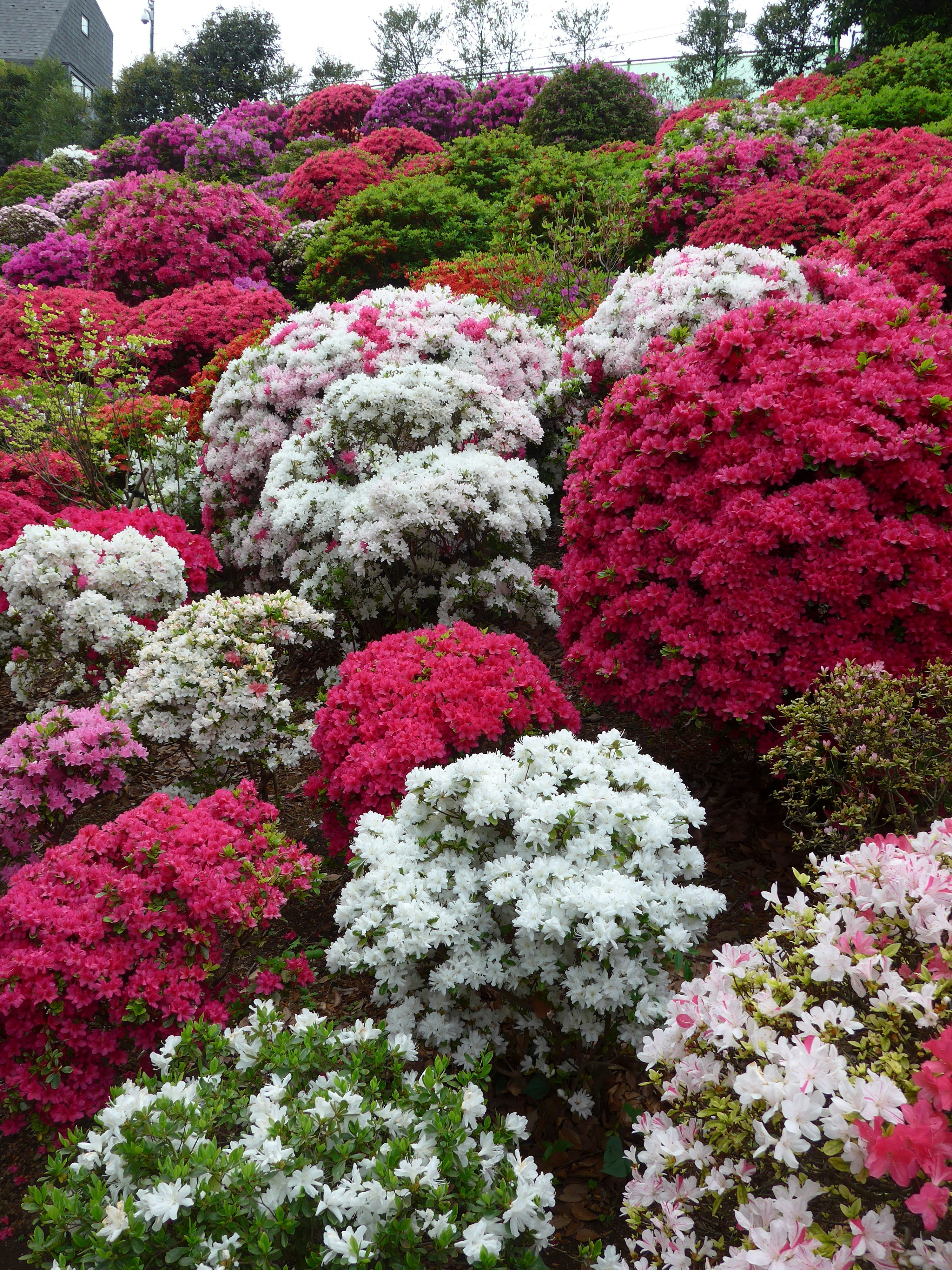 a large group of flowers