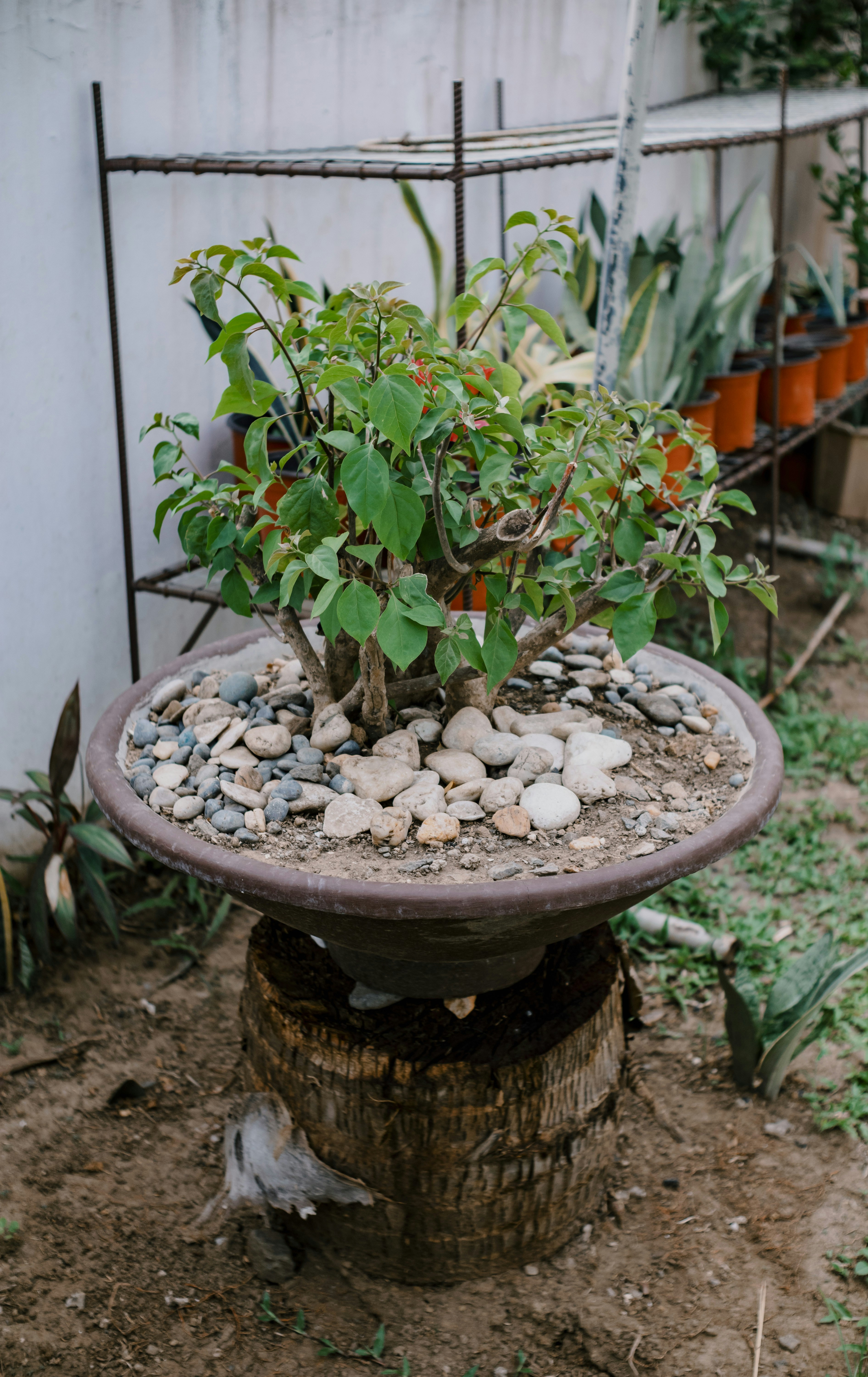 Pebble-Crowned Bonsai on a Weathered Pedestal