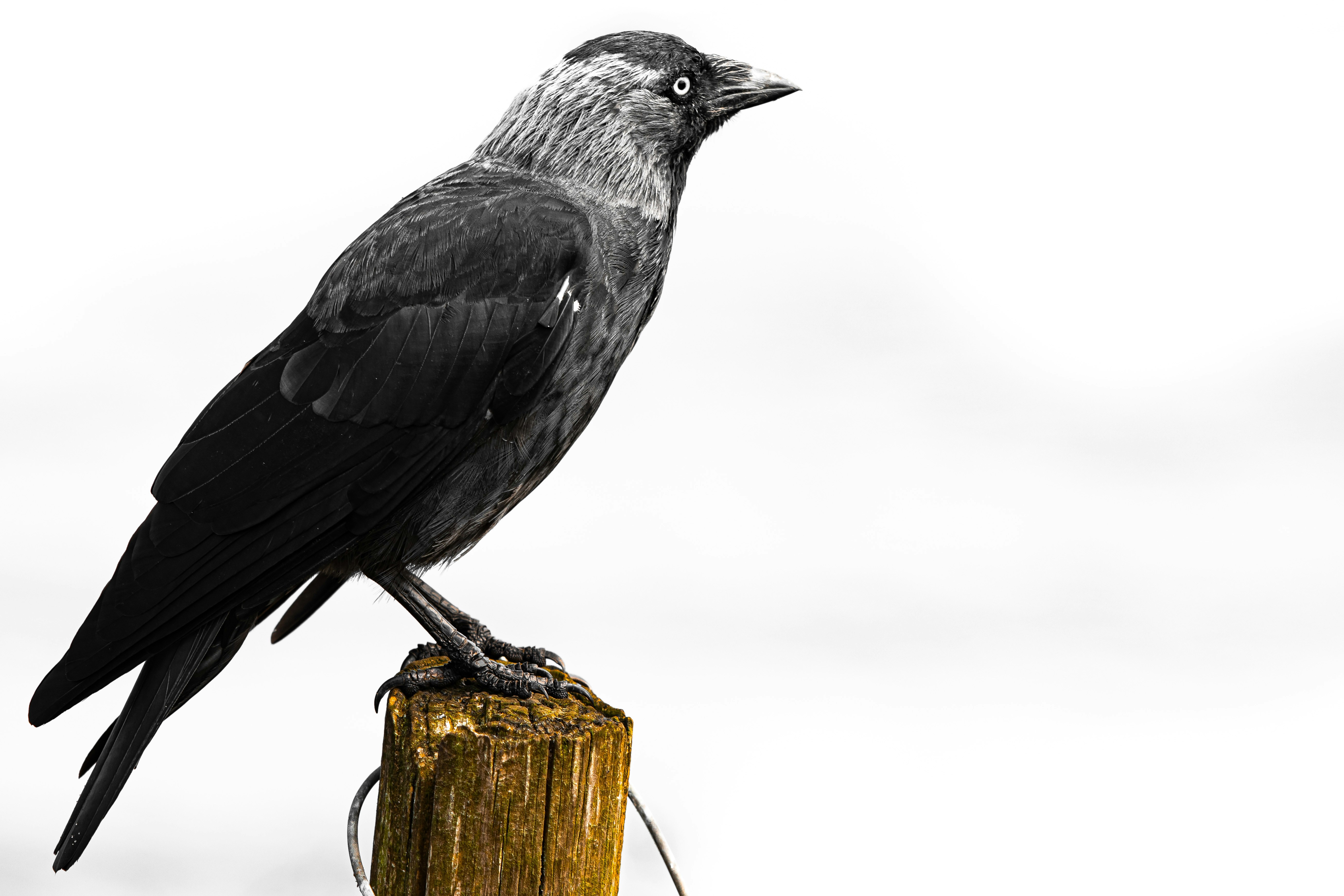 The western jackdaw (Coloeus monedula), also known as the Eurasian jackdaw, the European jackdaw, or simply the jackdaw, is a passerine bird in the crow family (Wikipedia).