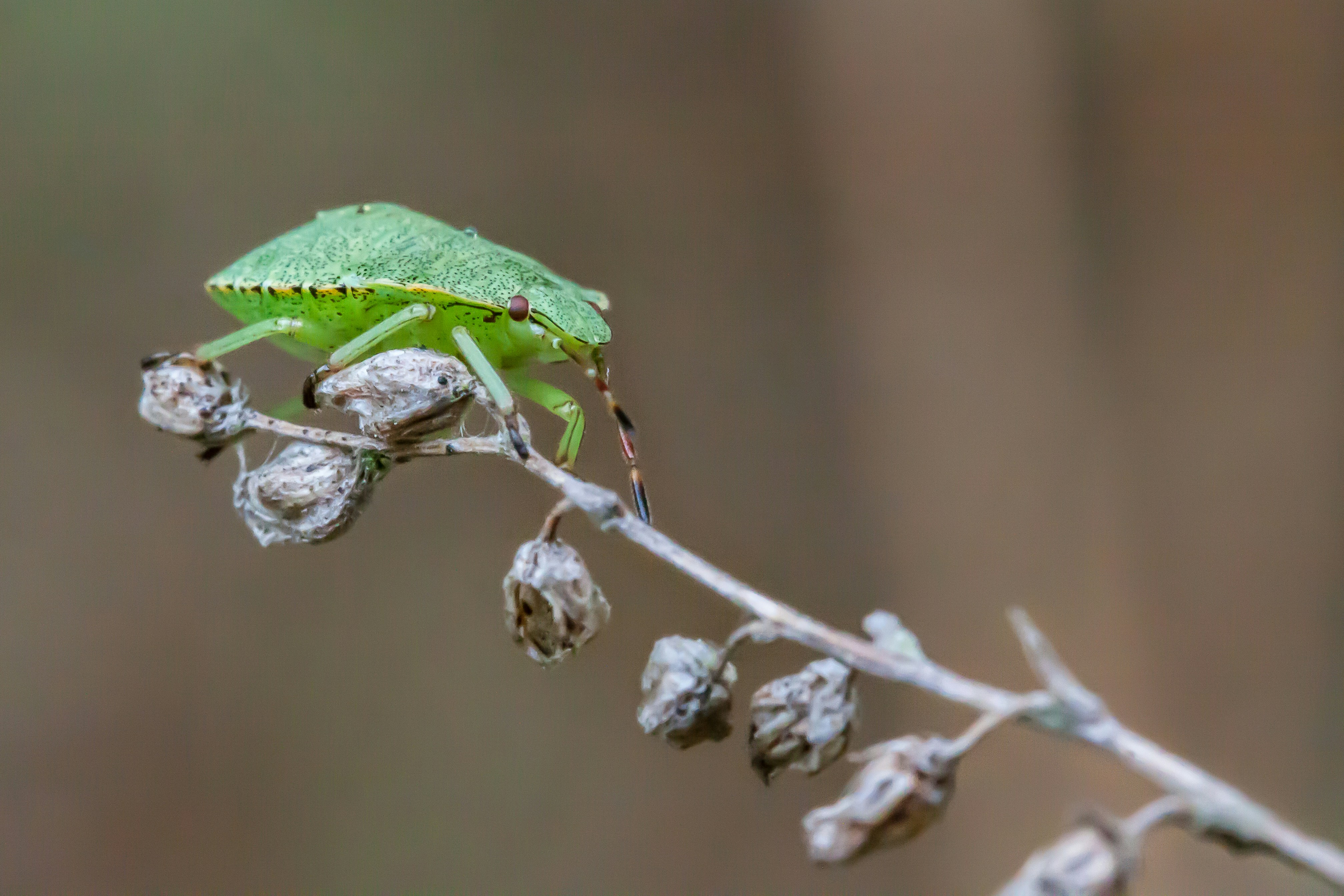Emerald Katydid Perched on a Withered Seed-Pod Branch