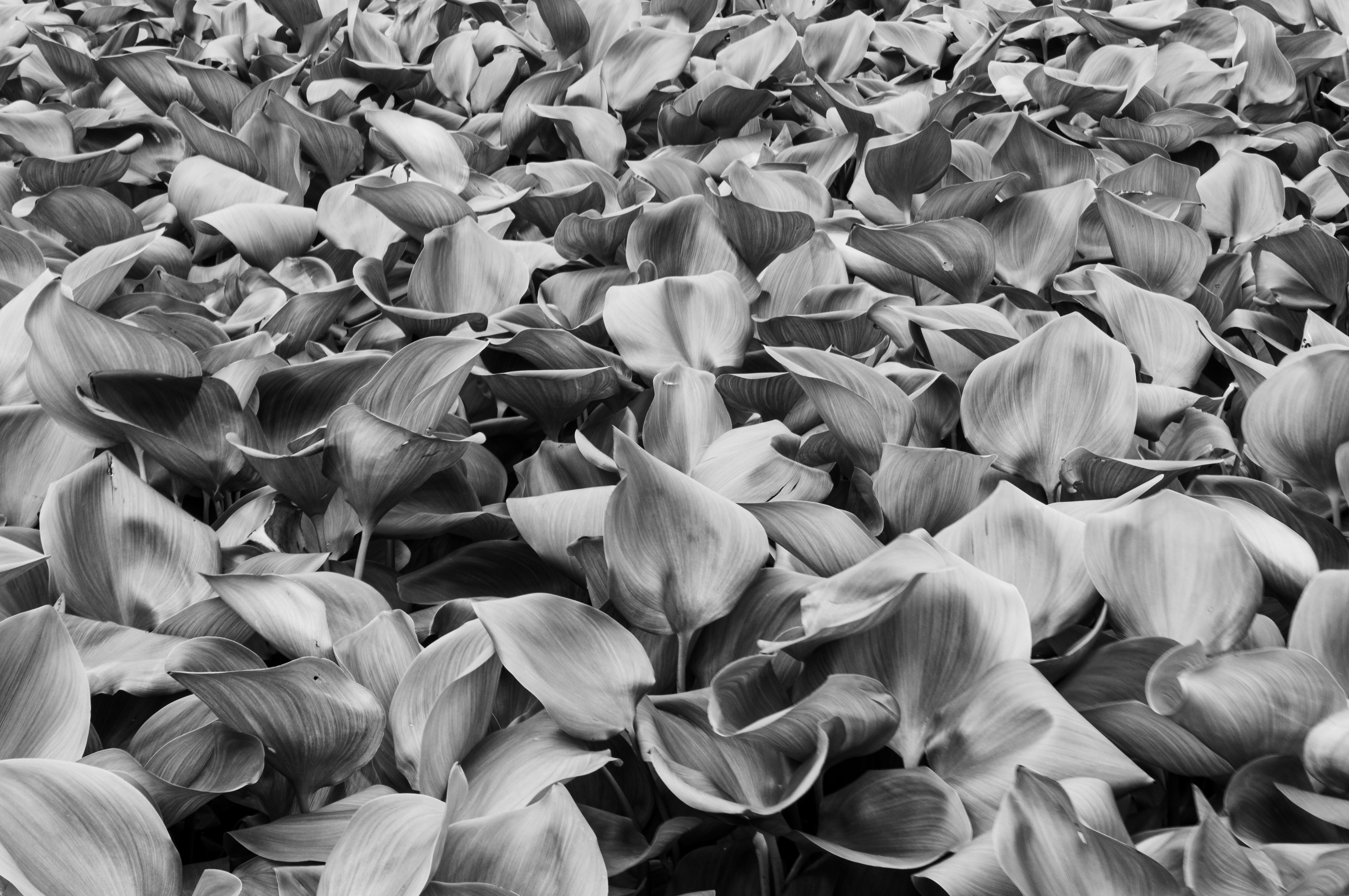 A dense arrangement of calla lily leaves in varying shades of gray, creating a textured, abstract composition.