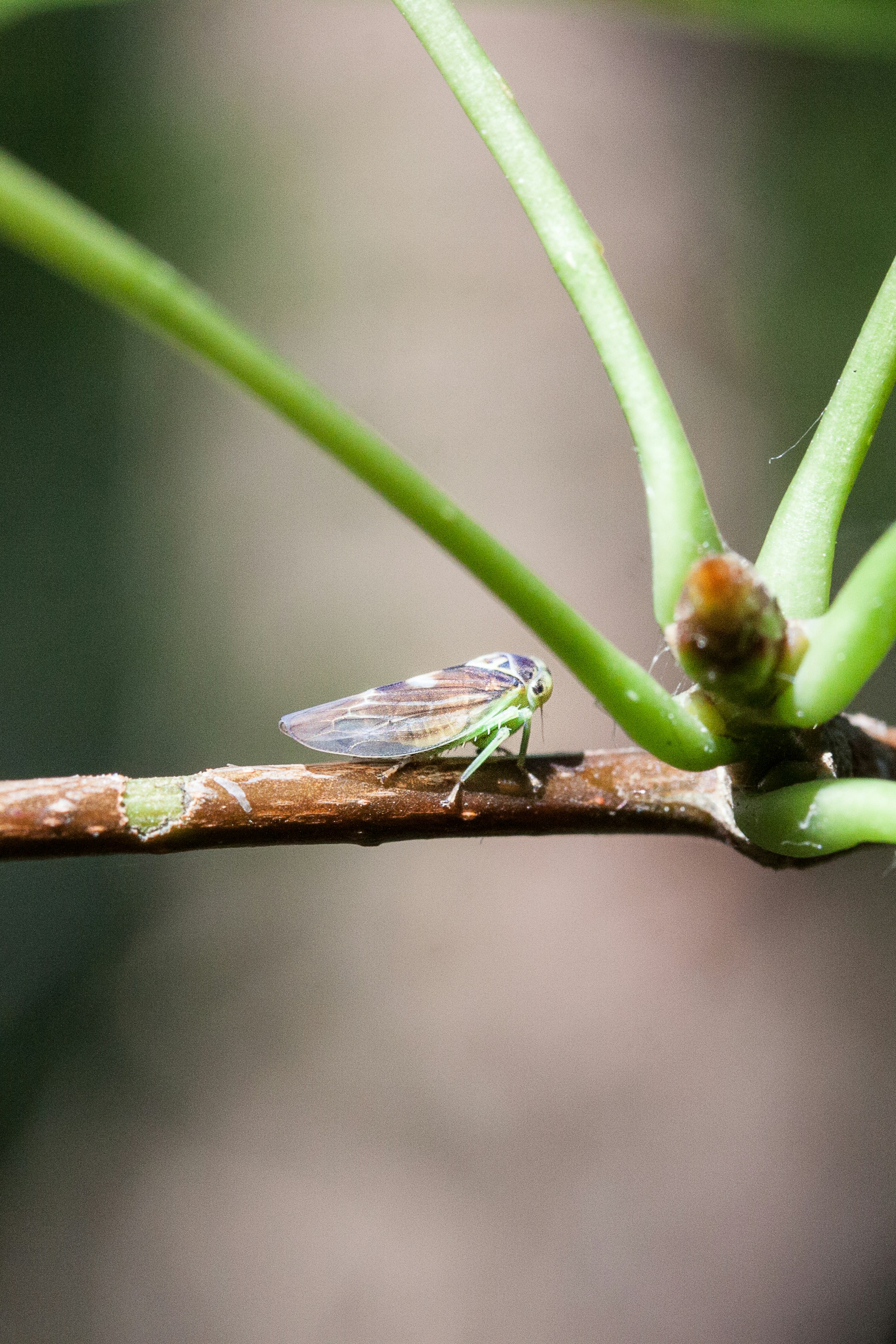 Un insecte sur une plante photo – Photo Animal Gratuite sur Unsplash