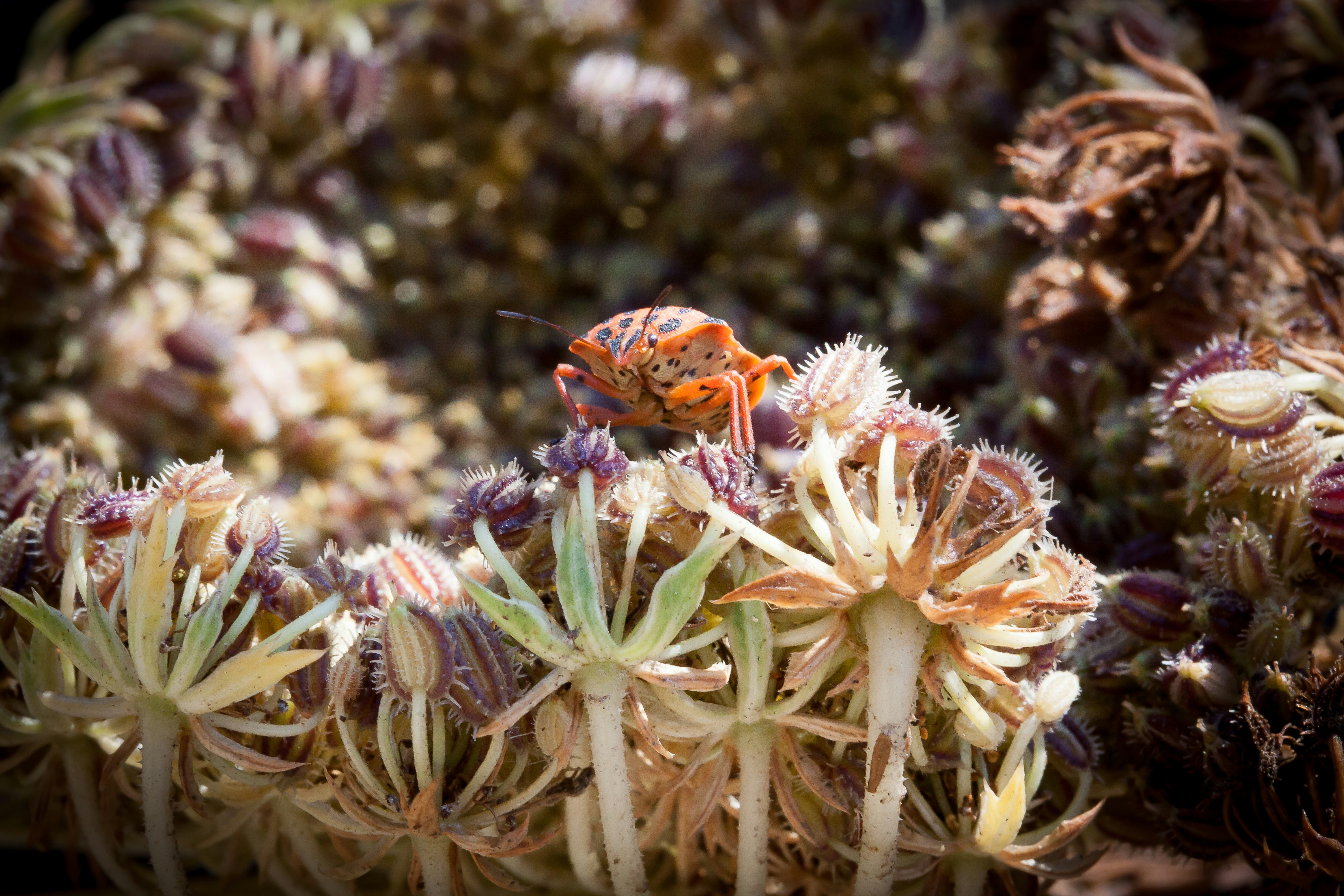 Amber Ambush: Orange Crab Spider Among Pale Sedum