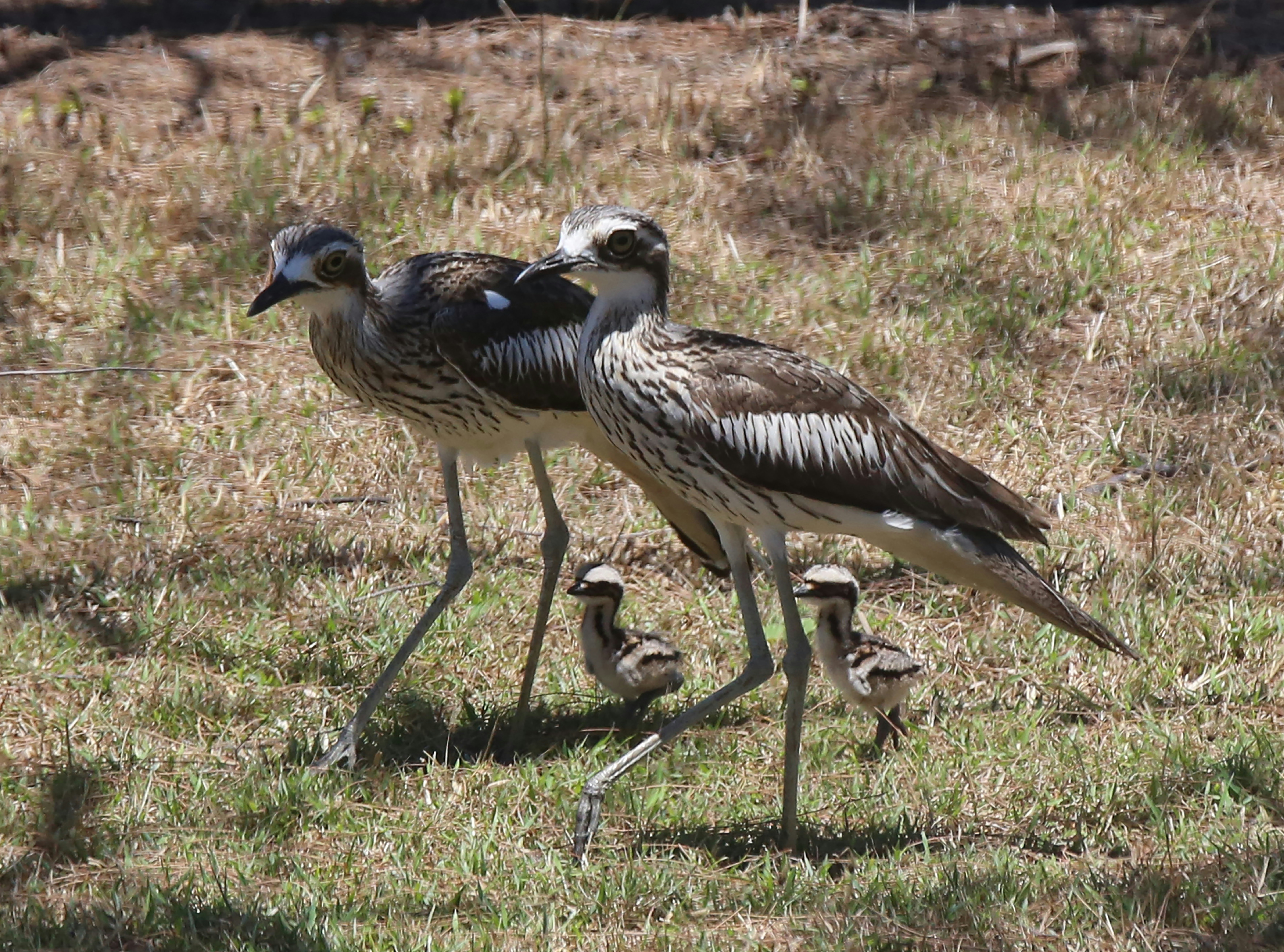 A group of birds walking on grass photo – Free #curlew Image on Unsplash