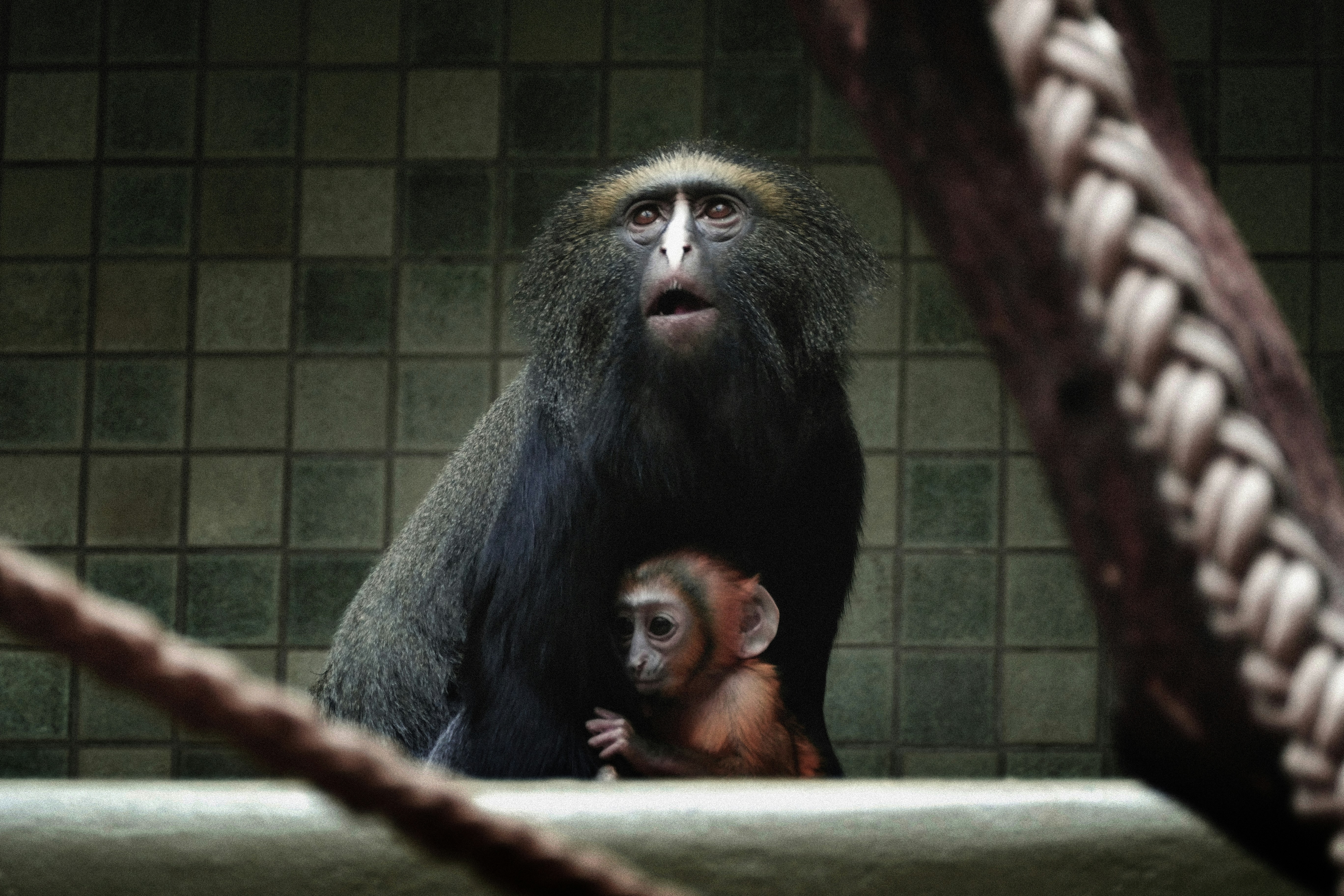 A Moment of Connection: Mother and Child in the Wild