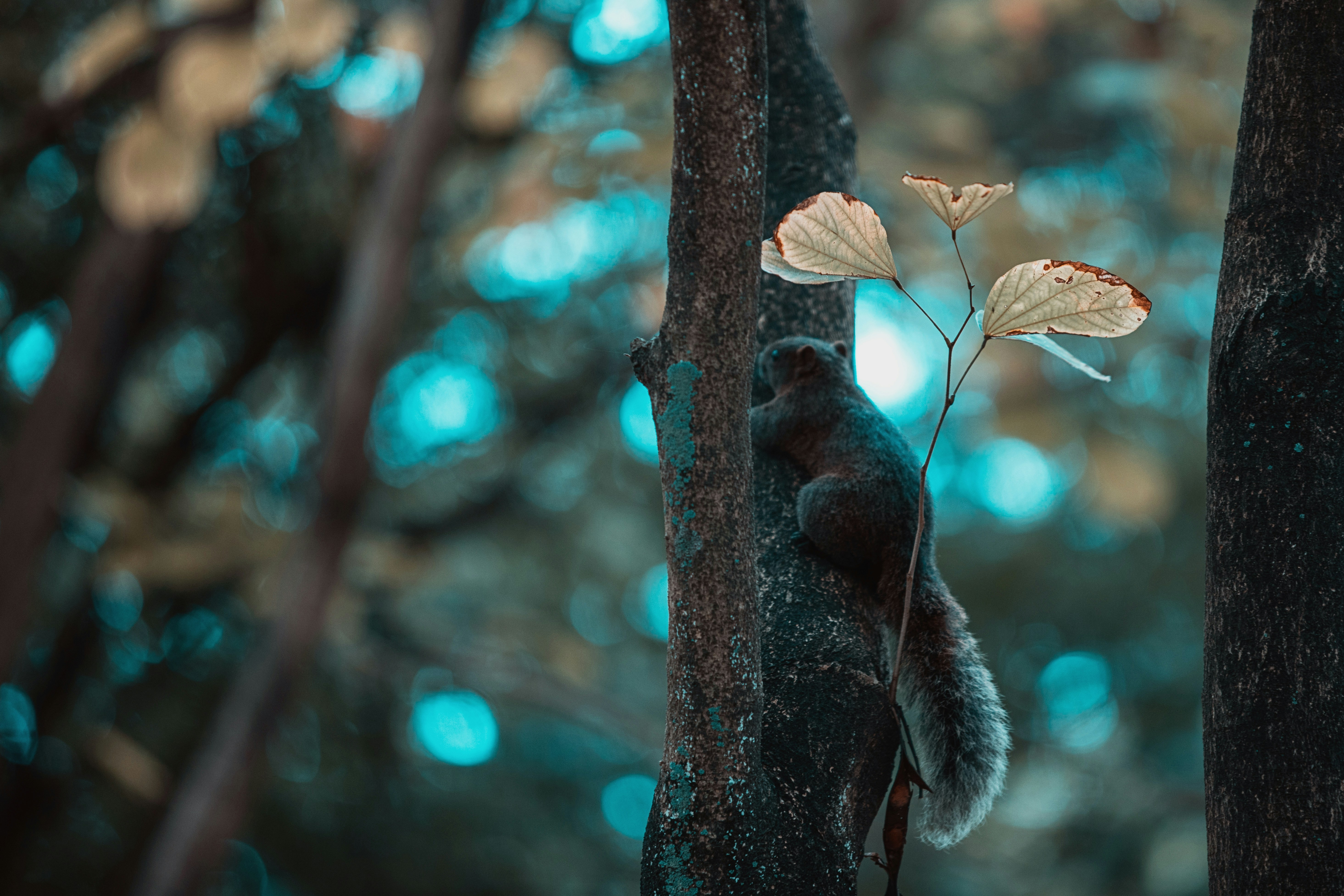Whiskered Climber in a Cyan Canopy: A Mossy Trunk Moment