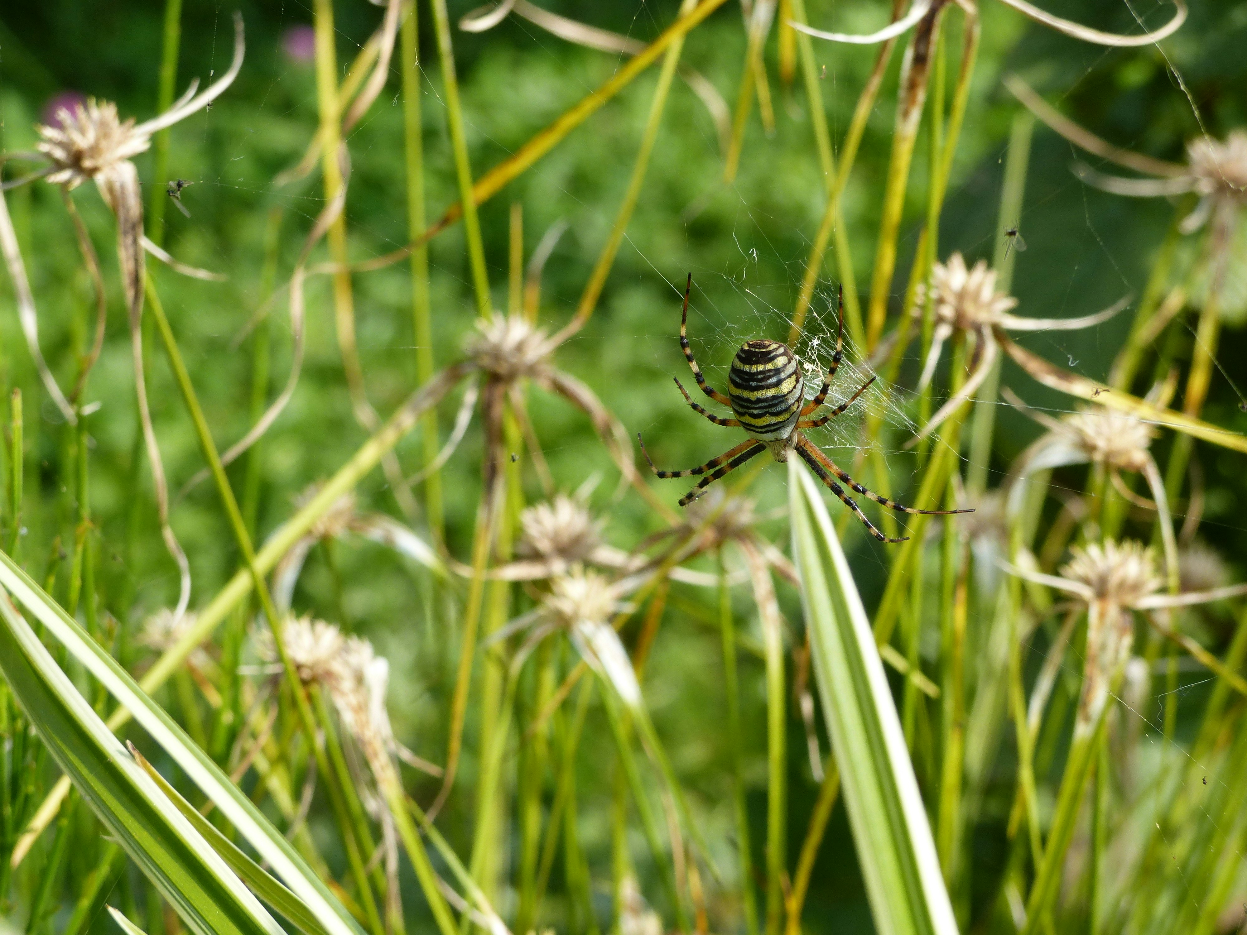 a bee on a flower