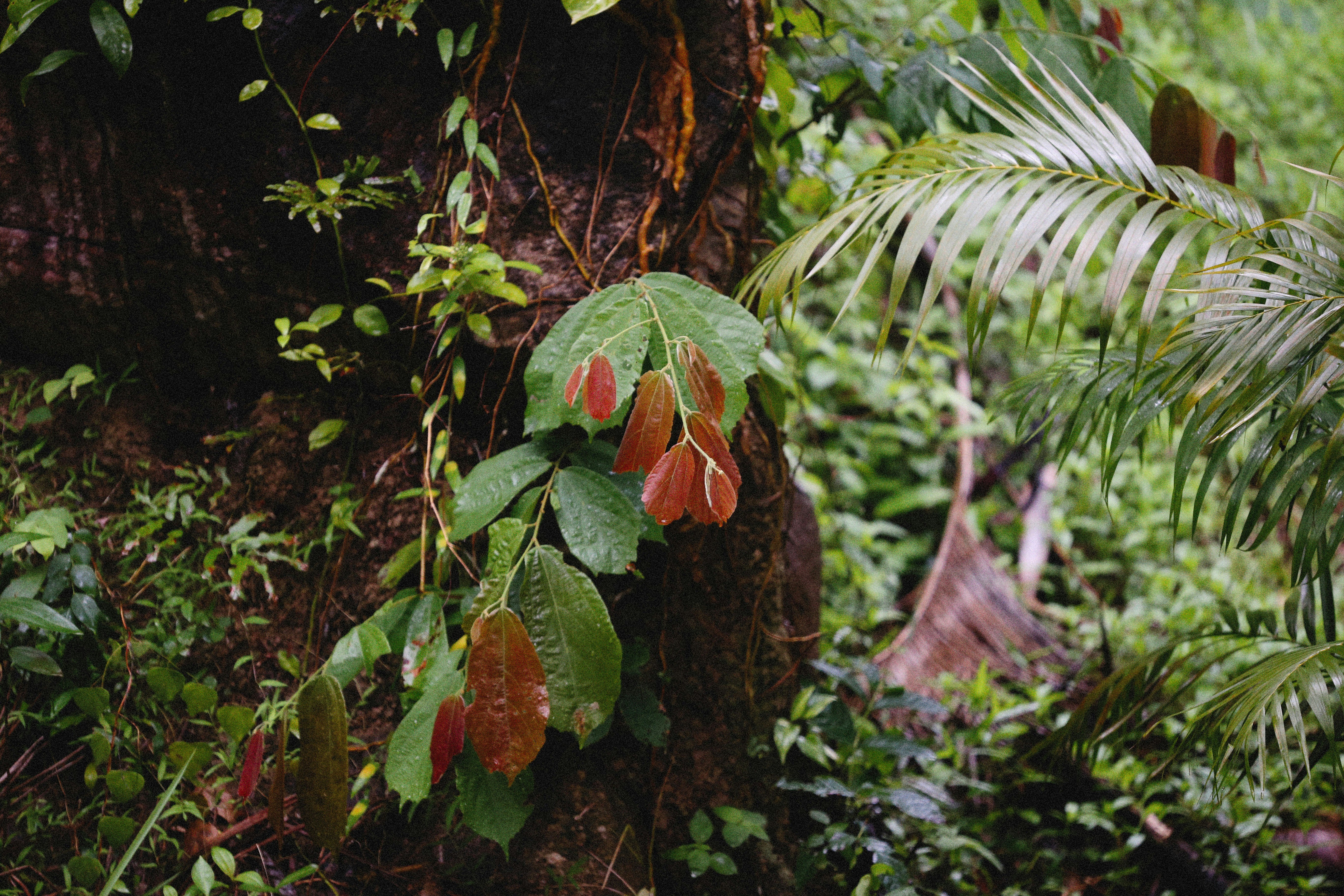 Vibrant leaves showcasing a gradient of colors against a textured tree trunk in a lush green environment.
