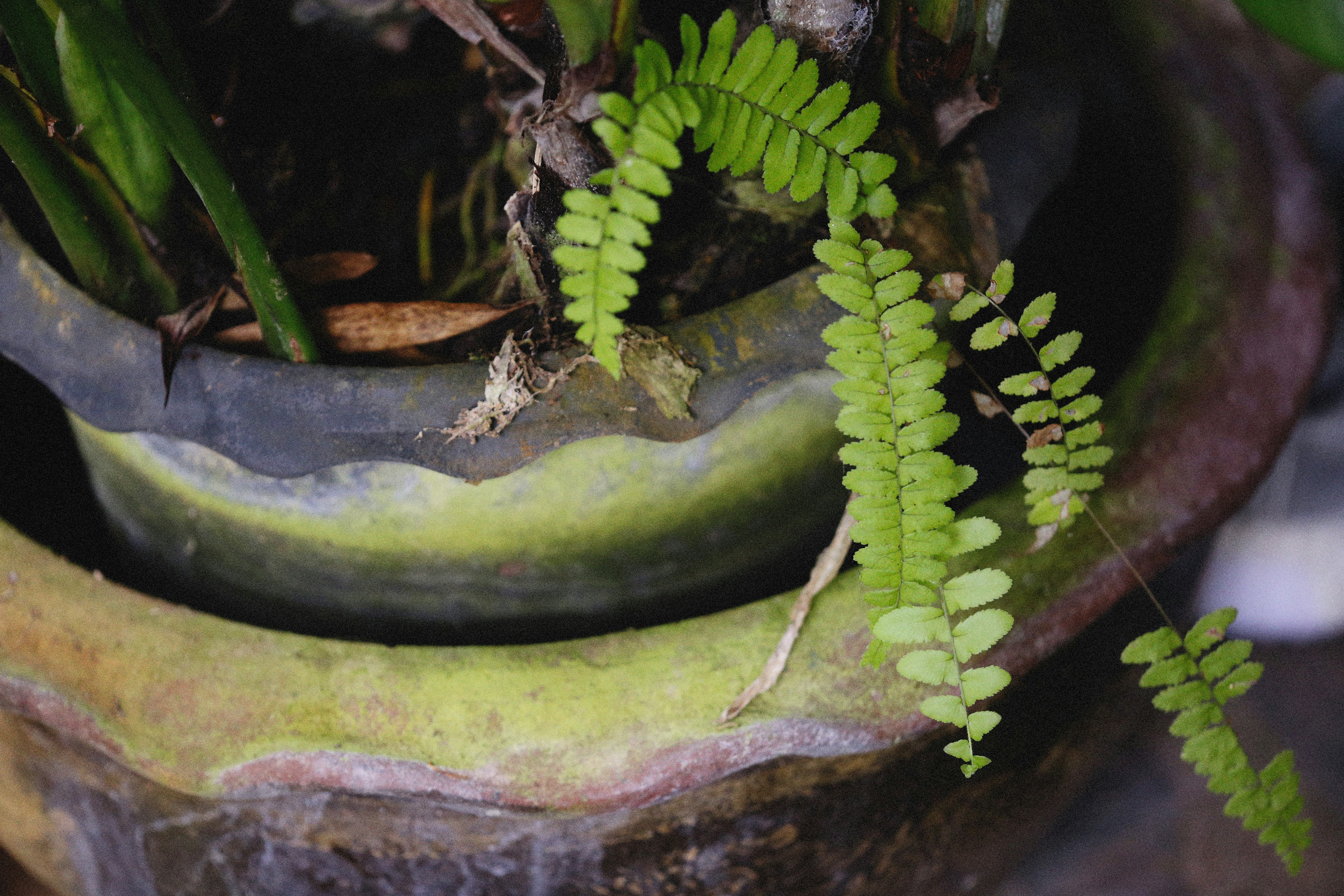Fern Fronds Crowned by Moss-Capped Pot