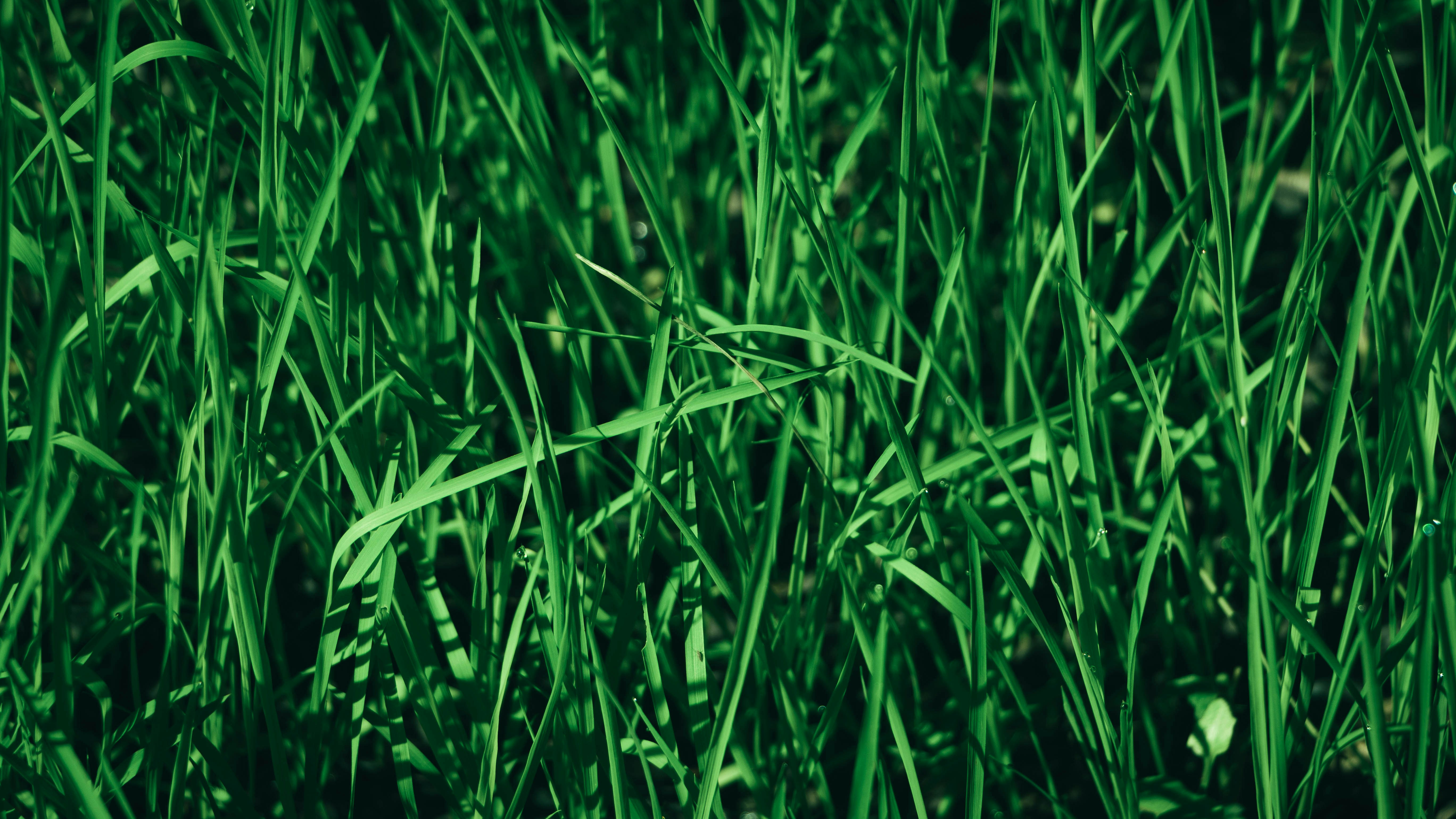 a close-up of some grass