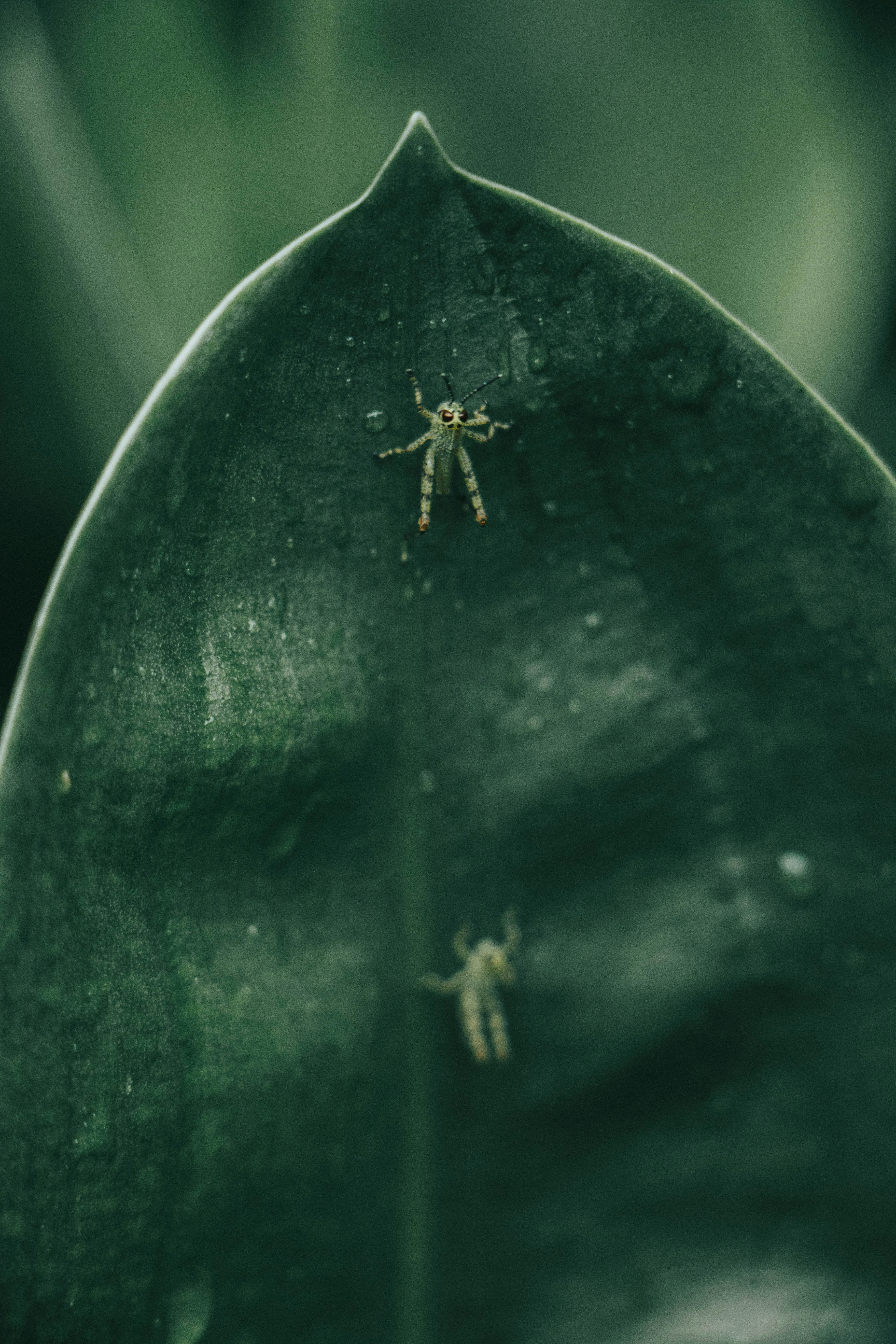 Emerald Leaf, Minute Hunter: A Macro Portrait of a Tiny Spider