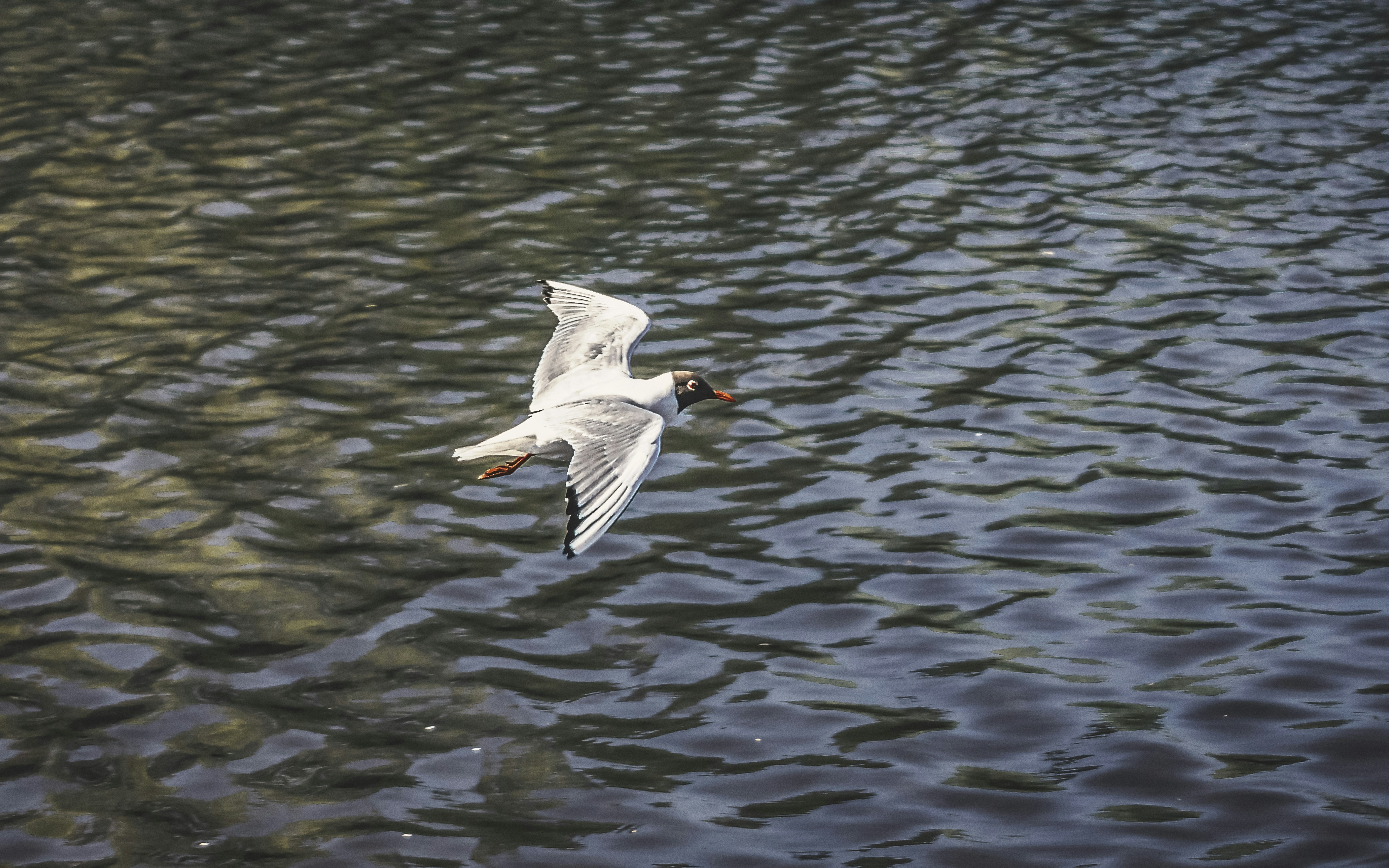 A bird flying over water photo – Free Belfast Image on Unsplash