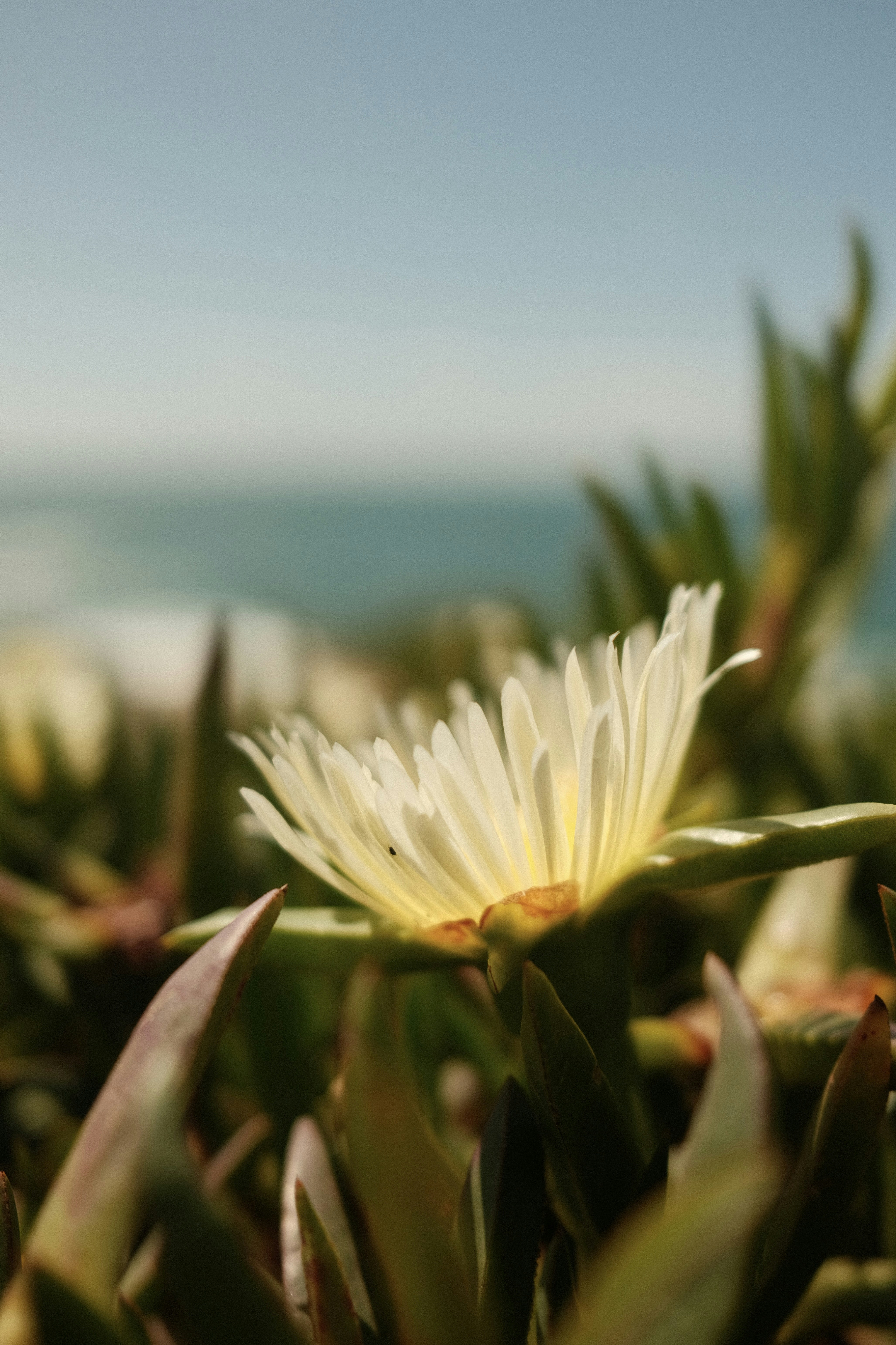 White flower basking in sunlight against a blurred ocean backdrop.
