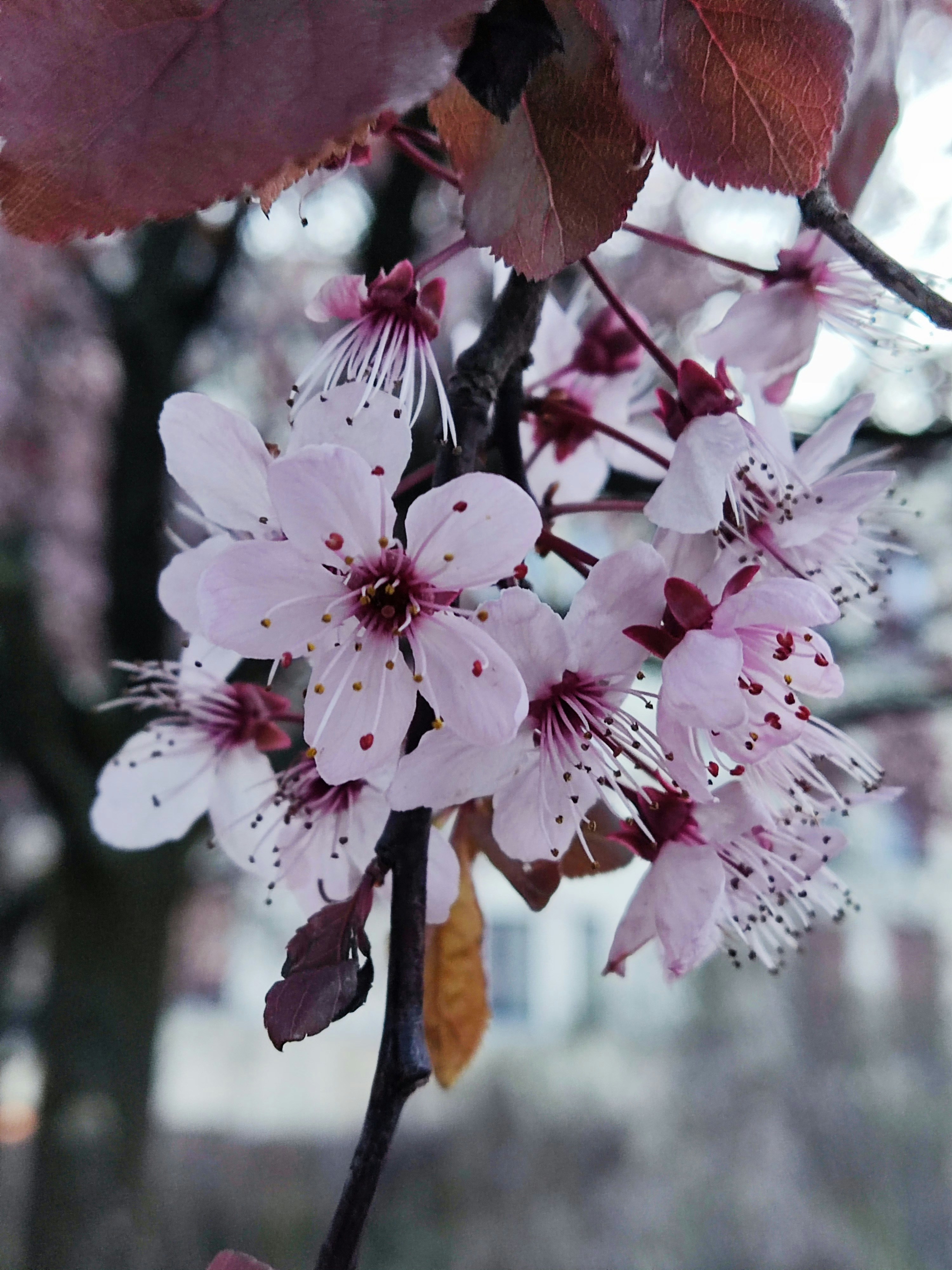 Close-up of delicate pink cherry blossoms on a slender branch with a softly blurred urban background. The shot emphasizes petal detail, stamens, and subtle color variation.