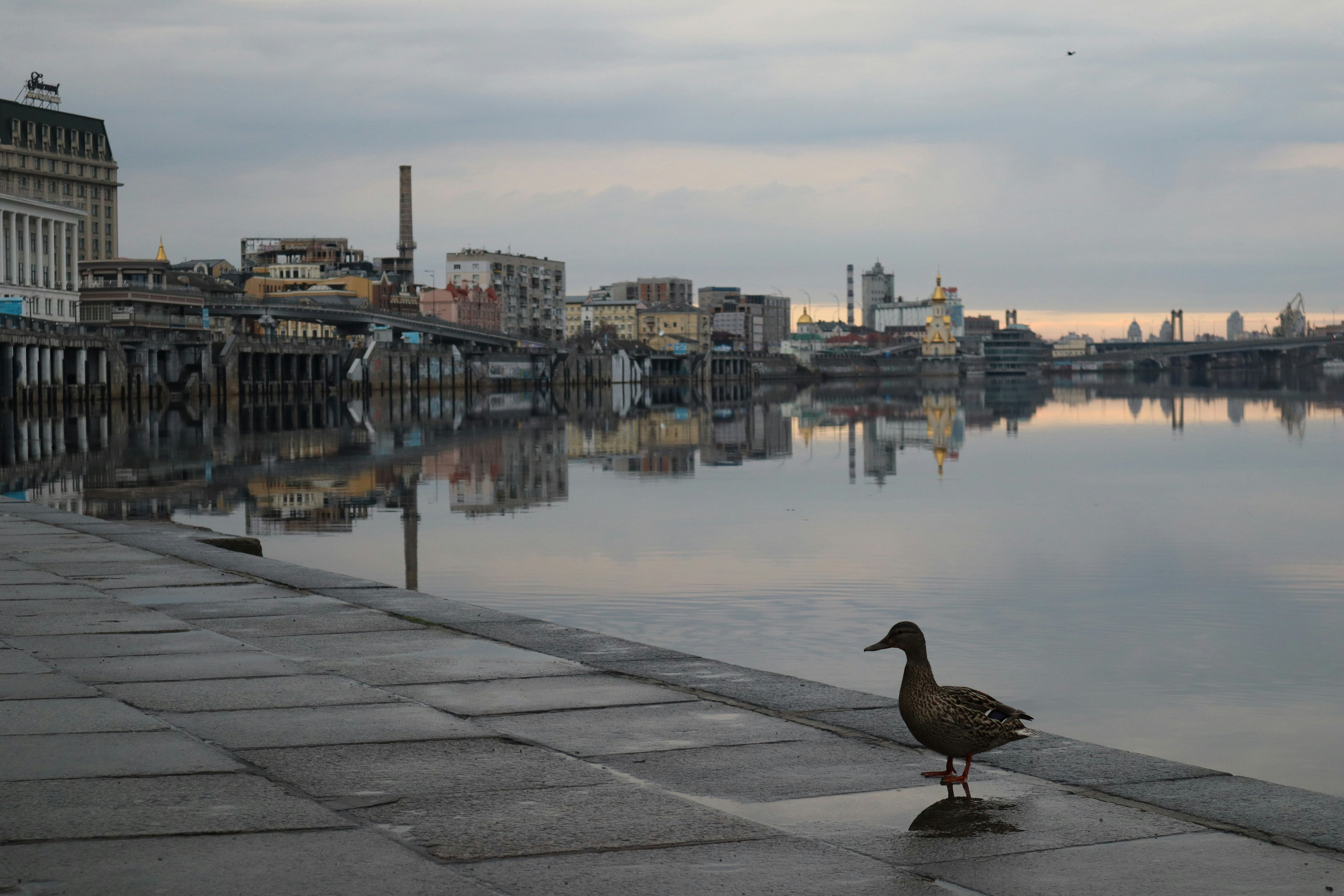 a bird on a dock