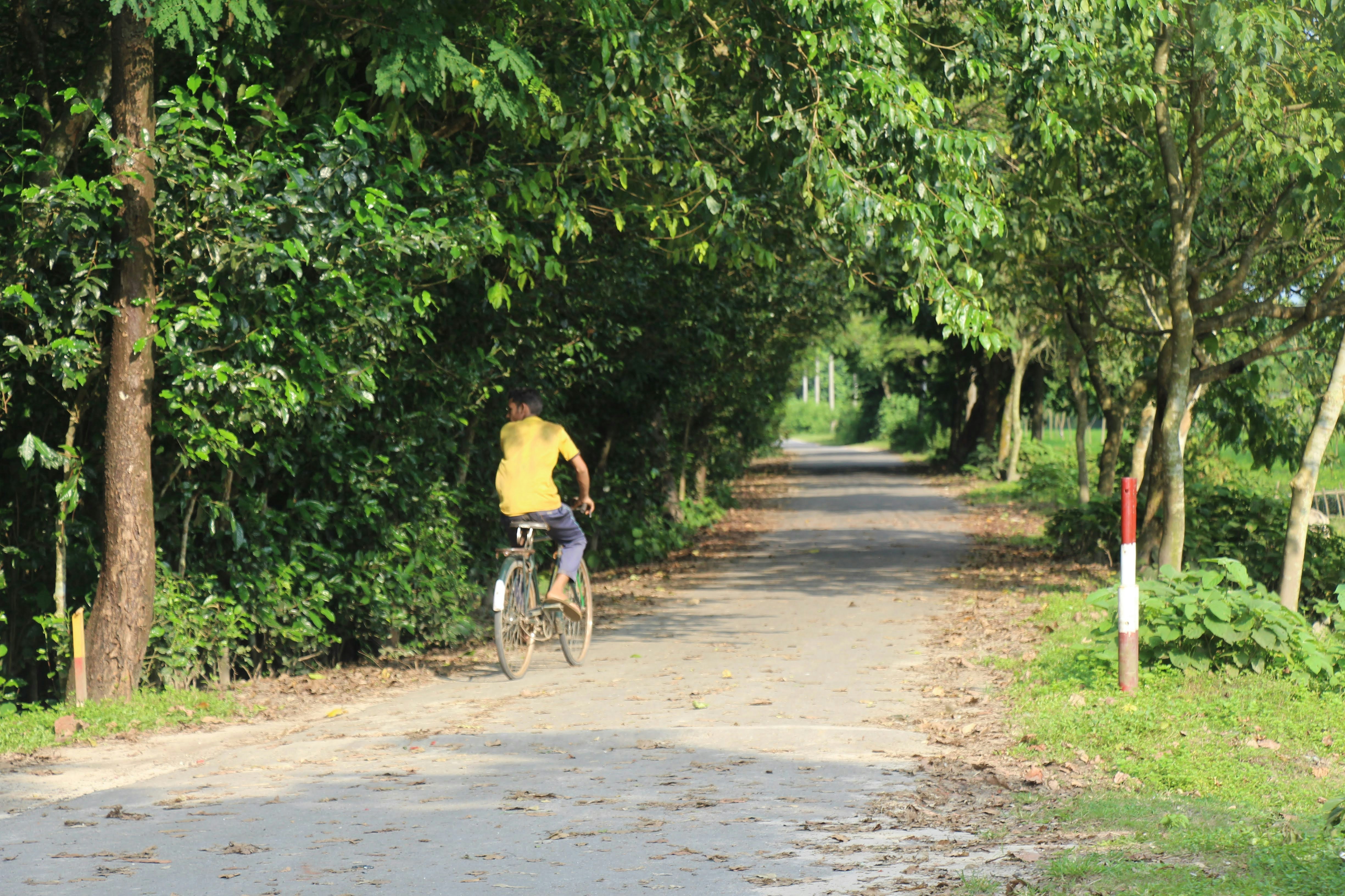 Cyclist riding along a tree-lined path, surrounded by lush greenery and dappled sunlight.