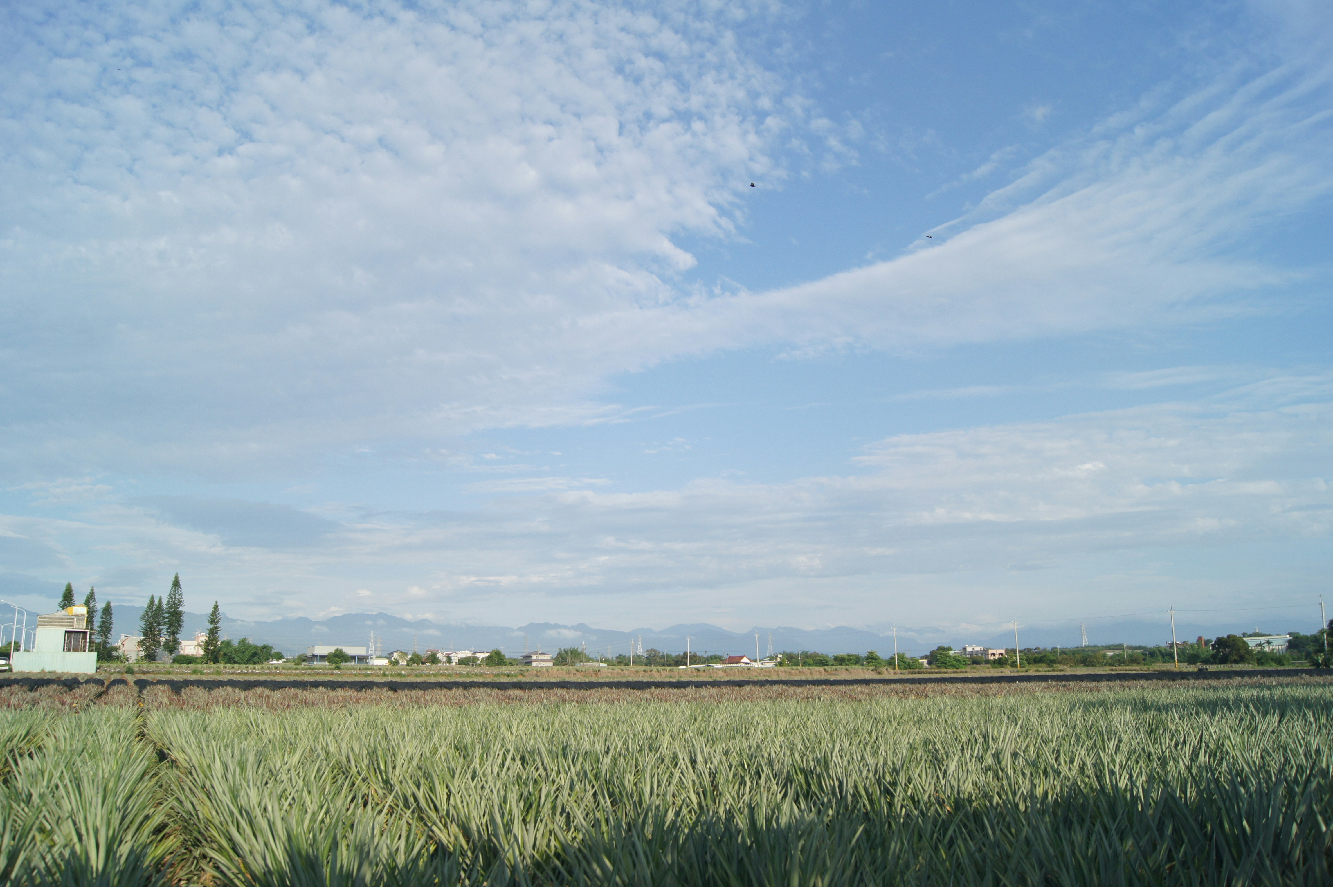 Expansive pineapple fields stretch towards the horizon, framed by a vibrant sky adorned with wispy clouds. The distant mountains add depth to the serene landscape.