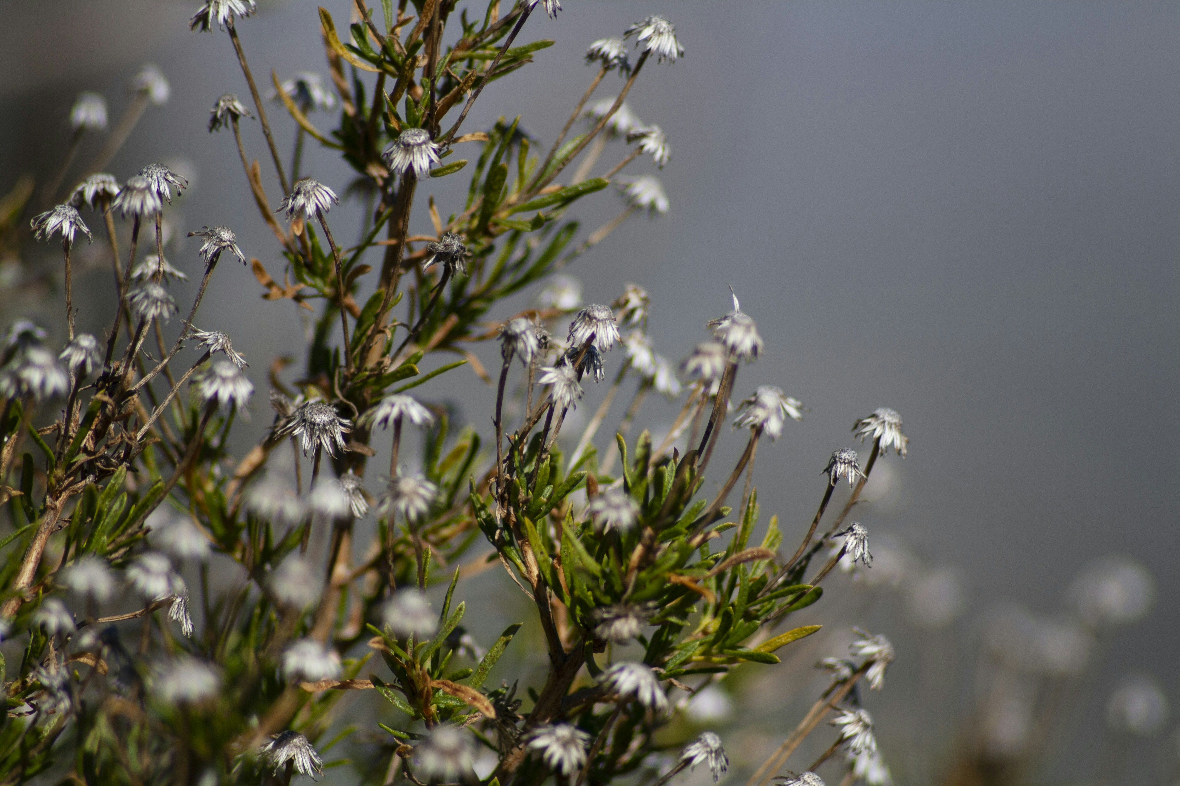 Dried flowers