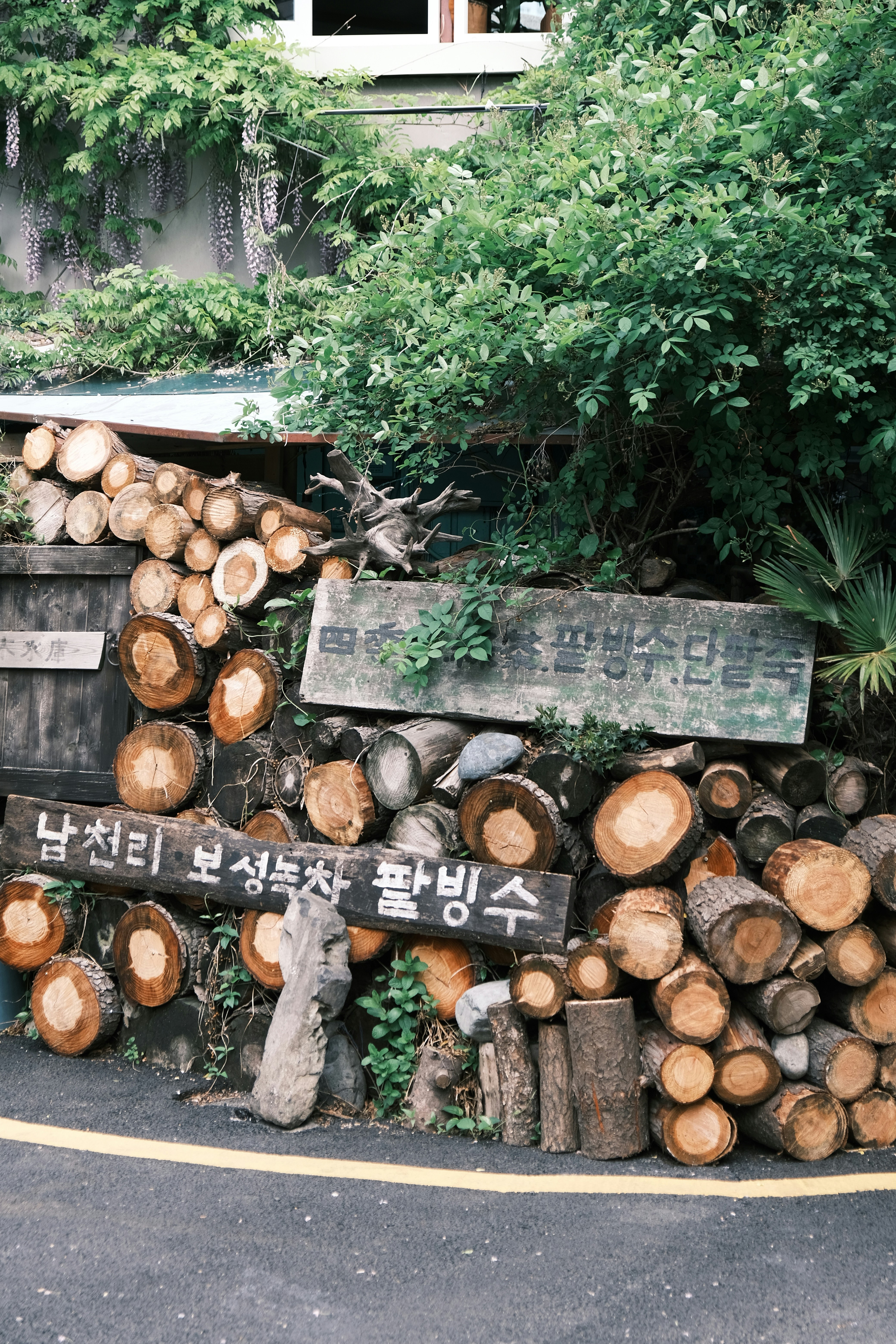 a pile of cut logs