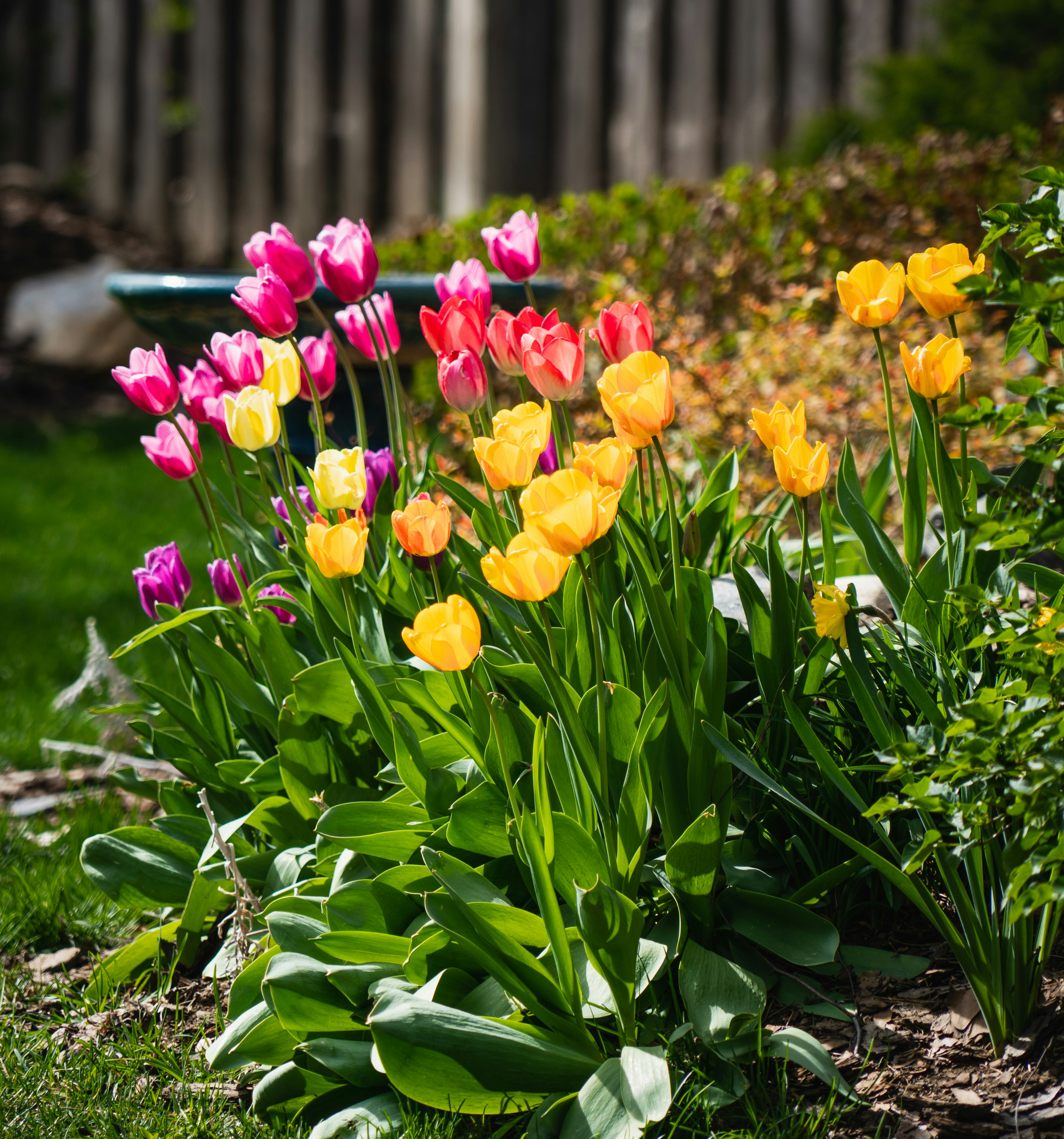 Un groupe de fleurs colorées photo – Photo Le printemps Gratuite sur ...