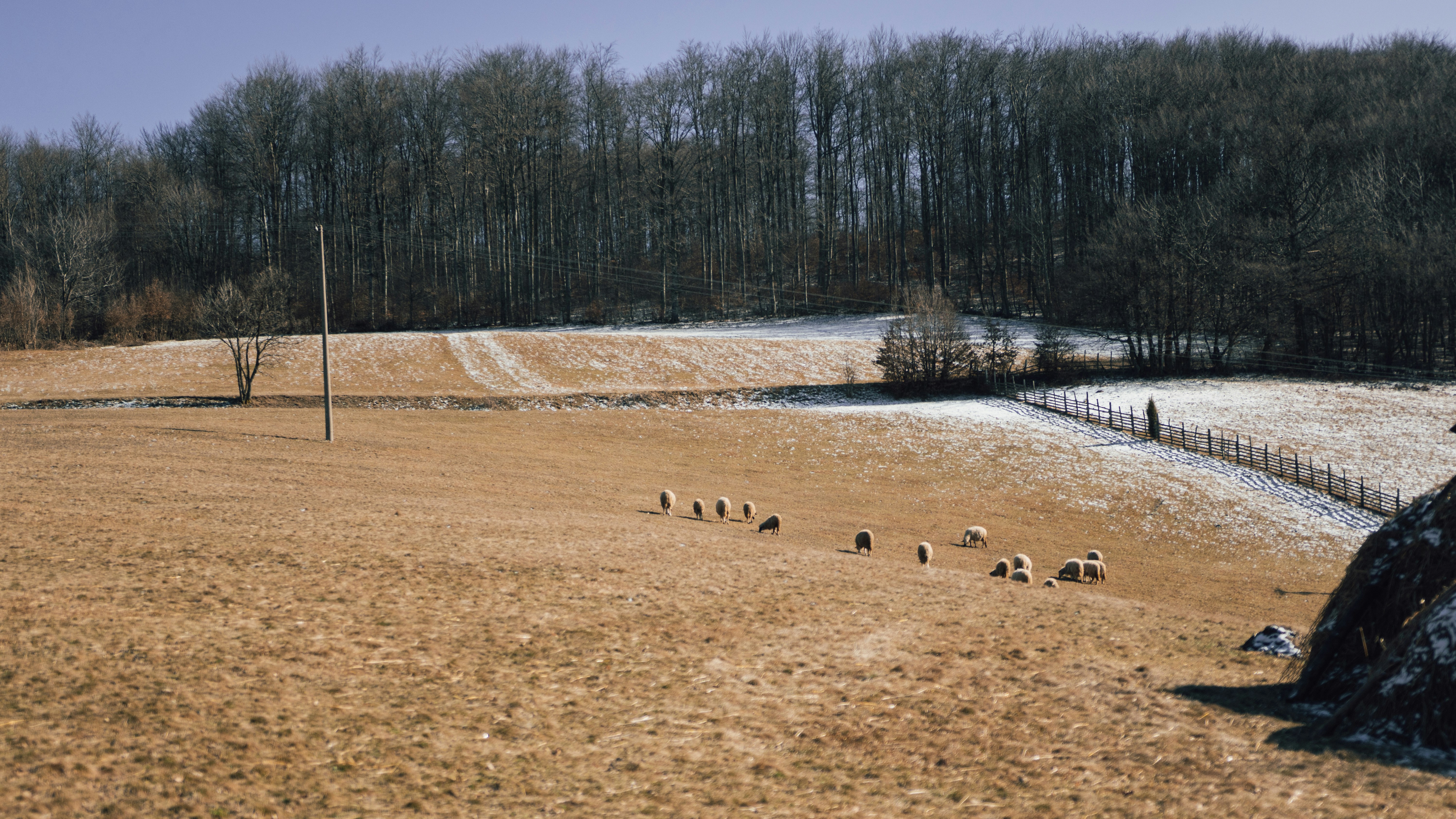 a group of sheep in a field