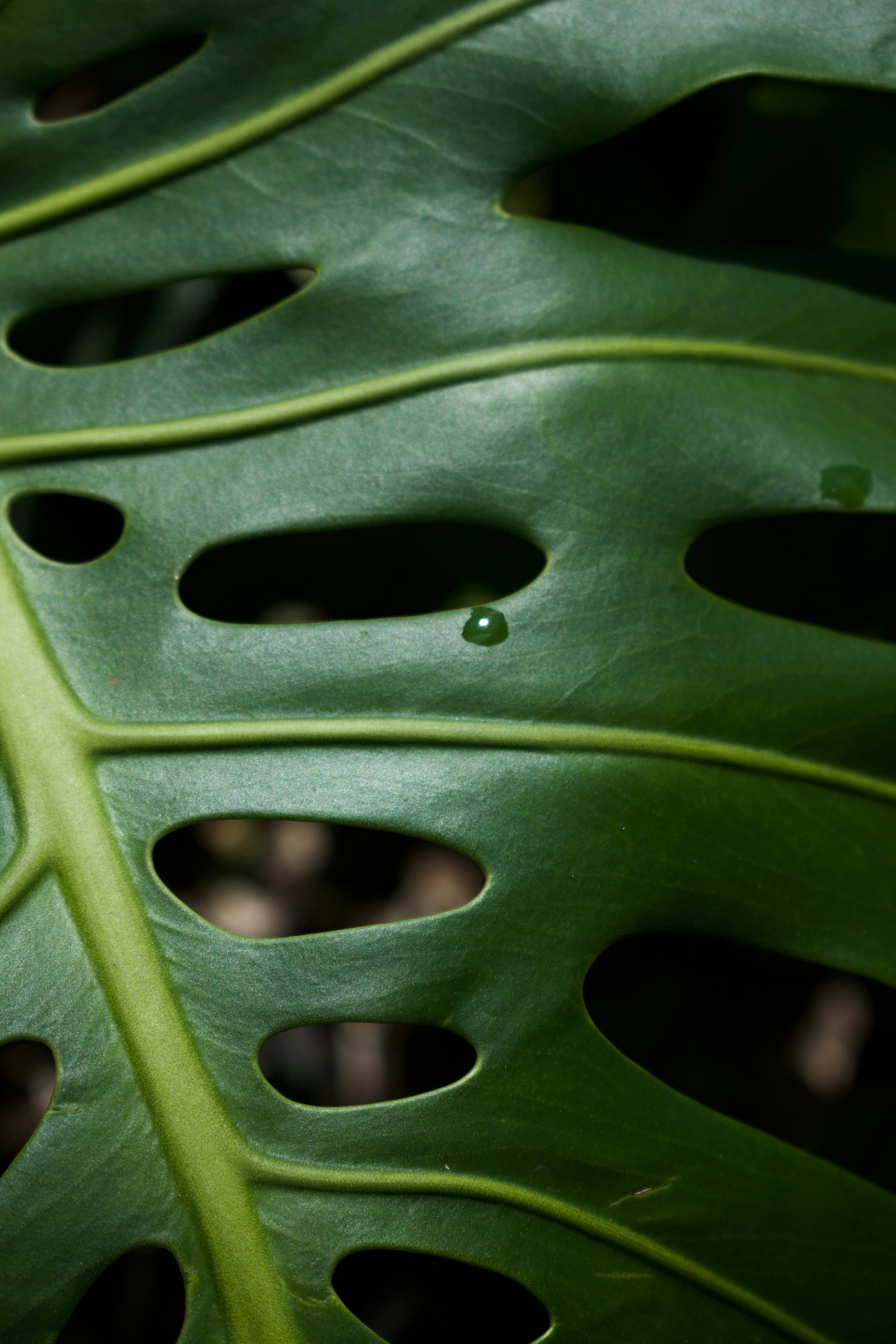 Close-up of a Monstera leaf showcasing its unique perforations and a drop of water glistening on its surface.